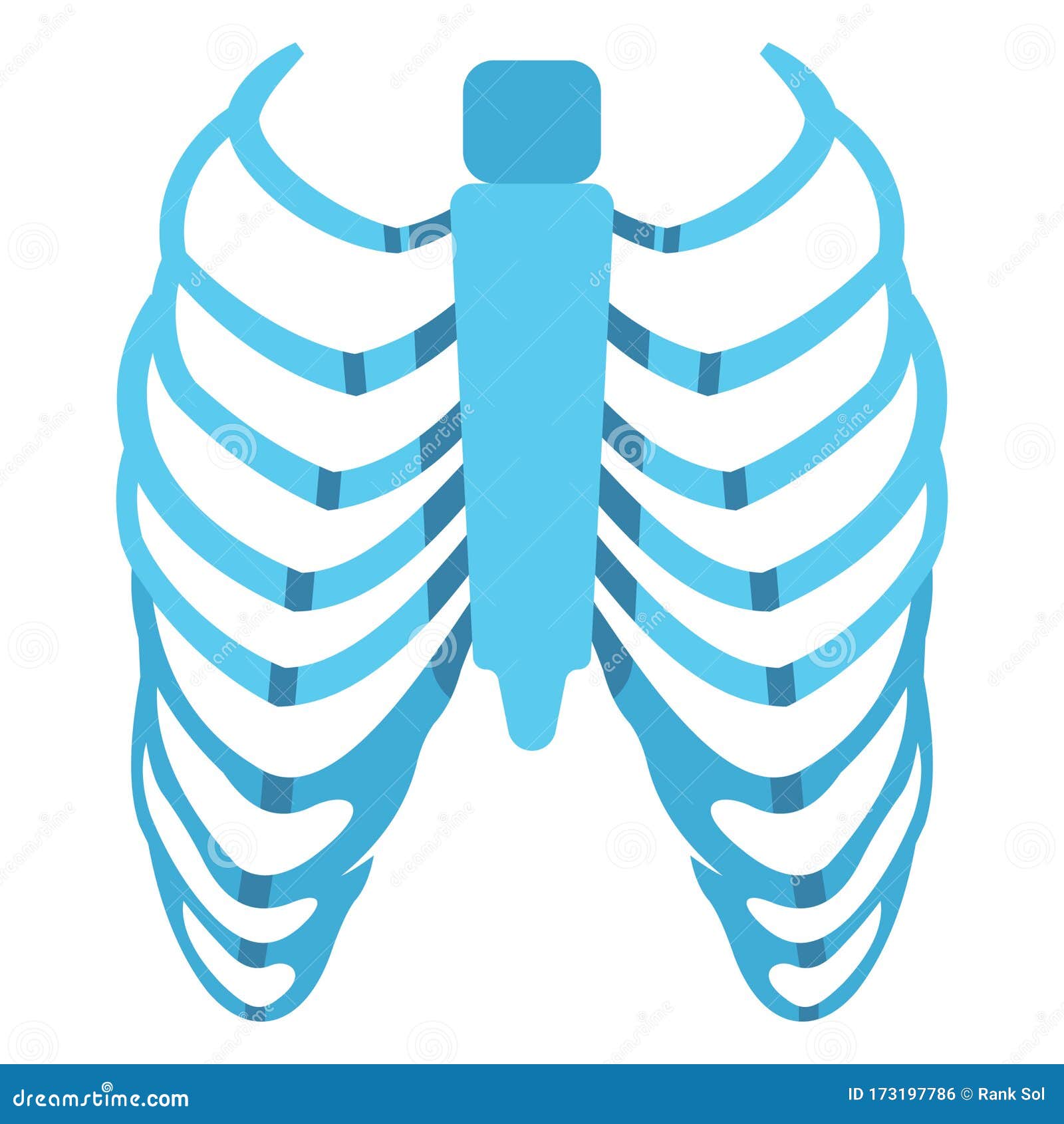 Basic RGB Human Ribs, Anatomy, Vector Illustration Icon Which Can ...