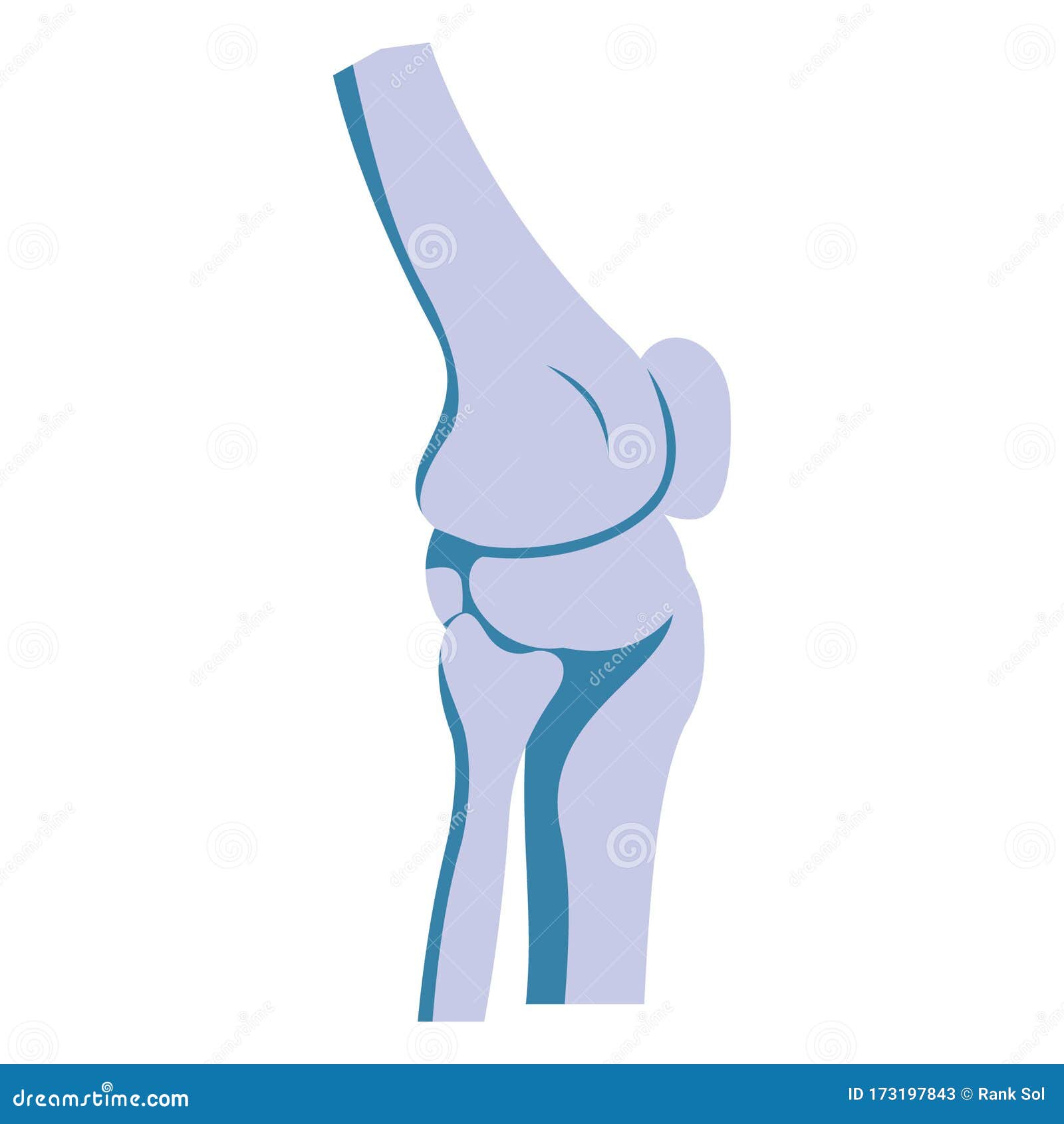 Basic RGB Leg Skeleton, Anatomy Vector Illustration Icon Which Can ...