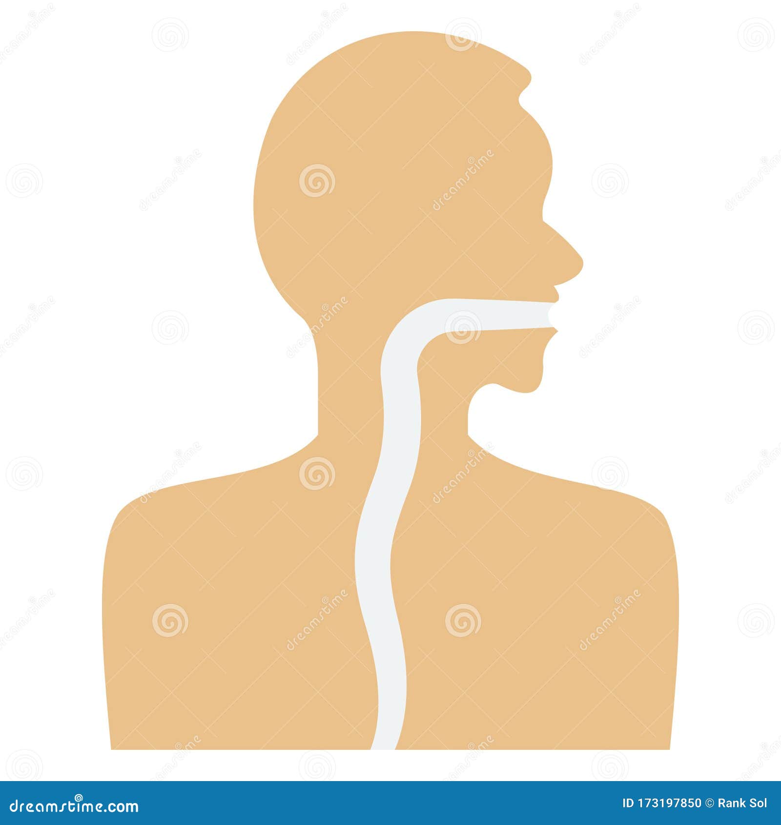 Basic RGB Organ, Throat Vector Illustration Icon Which Can Easily ...