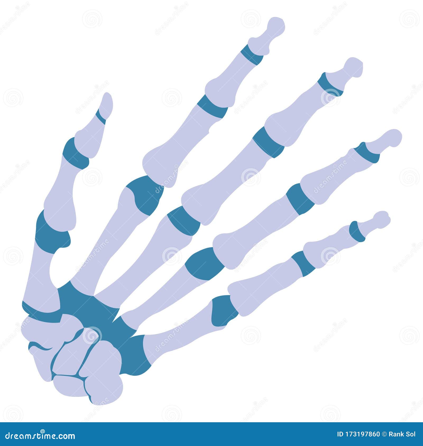 Basic RGB Hand Skeleton, Anatomy Vector Illustration Icon Which Can ...