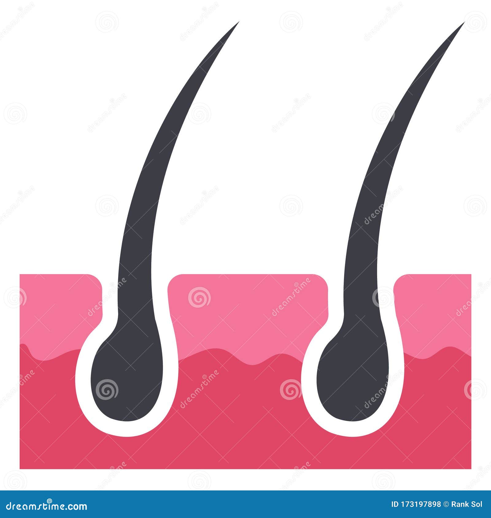 Basic RGB Dermis, Layers Vector Illustration Icon Which Can Easily ...