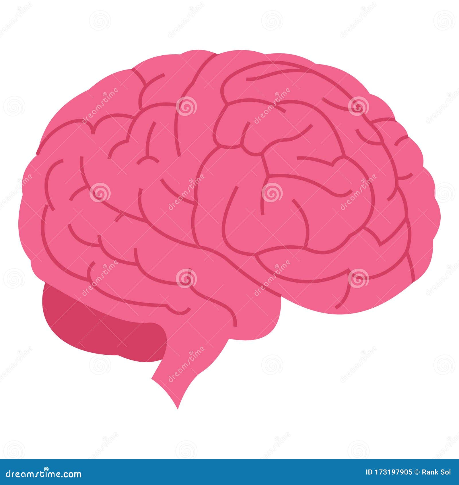 Basic RGB Body, Brain Vector Illustration Icon Which Can Easily Modify ...