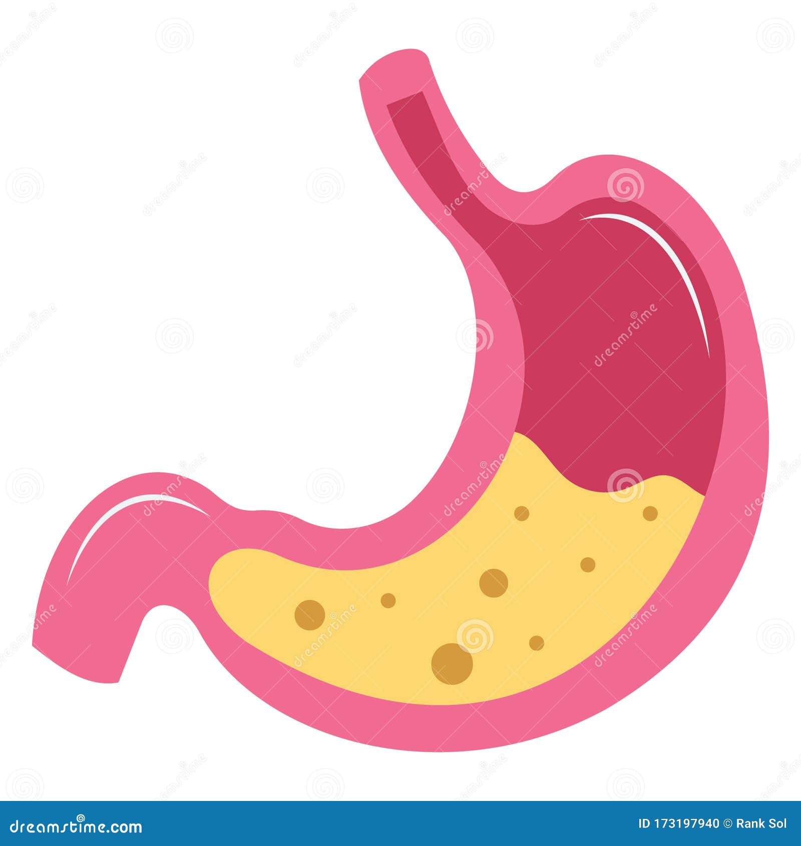 Basic R Stomach, Digest, Vector Illustration Icon Which Can Easily ...