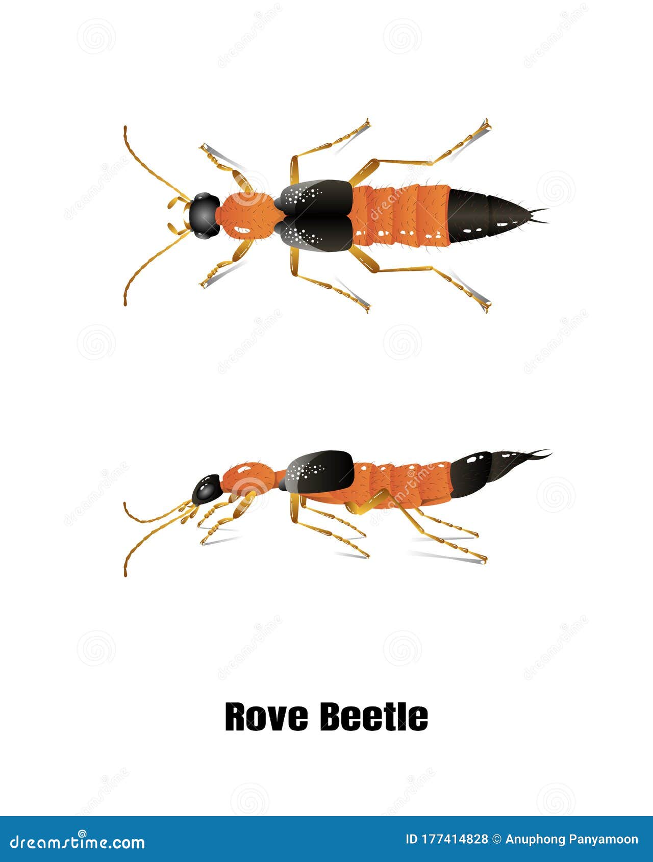 Rove Beetle, Vintage Illustration | CartoonDealer.com #163243952