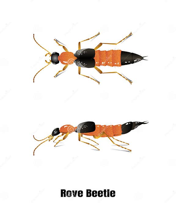 Rove Beetle Vector on White Background,isolated,illustration,for ...