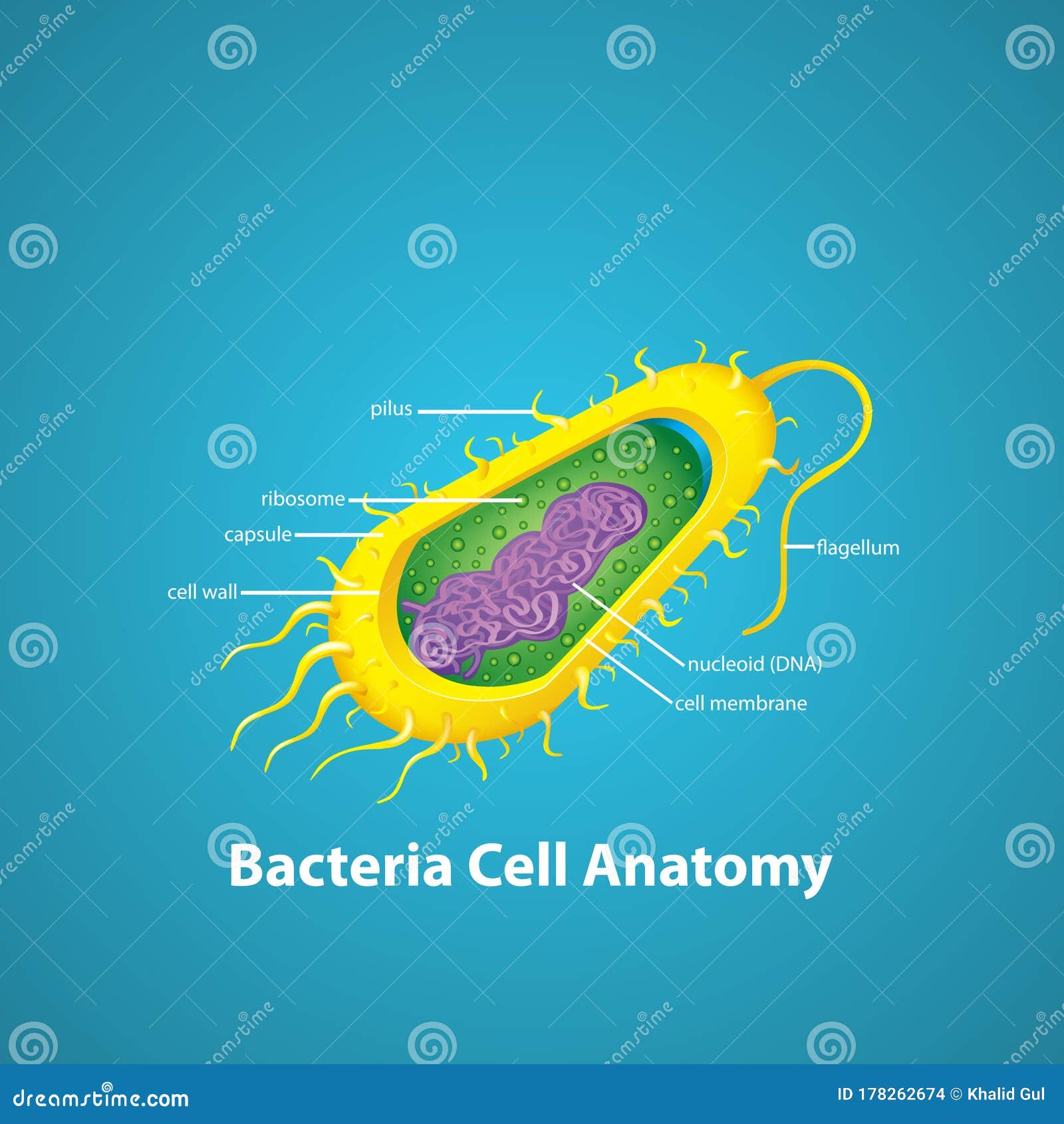 Bacterial Diagram Colored and Labeled Stock Illustration - Illustration ...