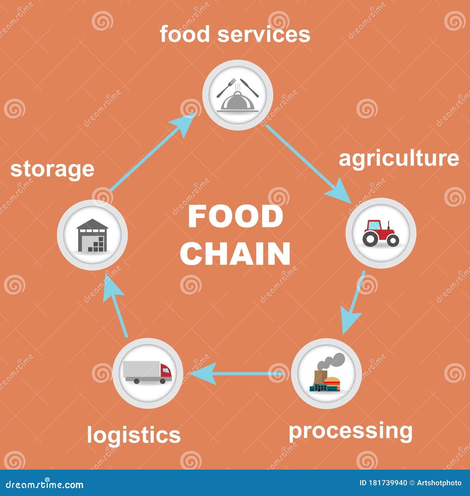 Different Food Chain Stages Interconnected Stock Vector - Illustration ...