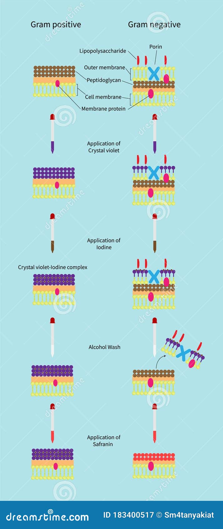 Gram positive vs gram negative color - mineler