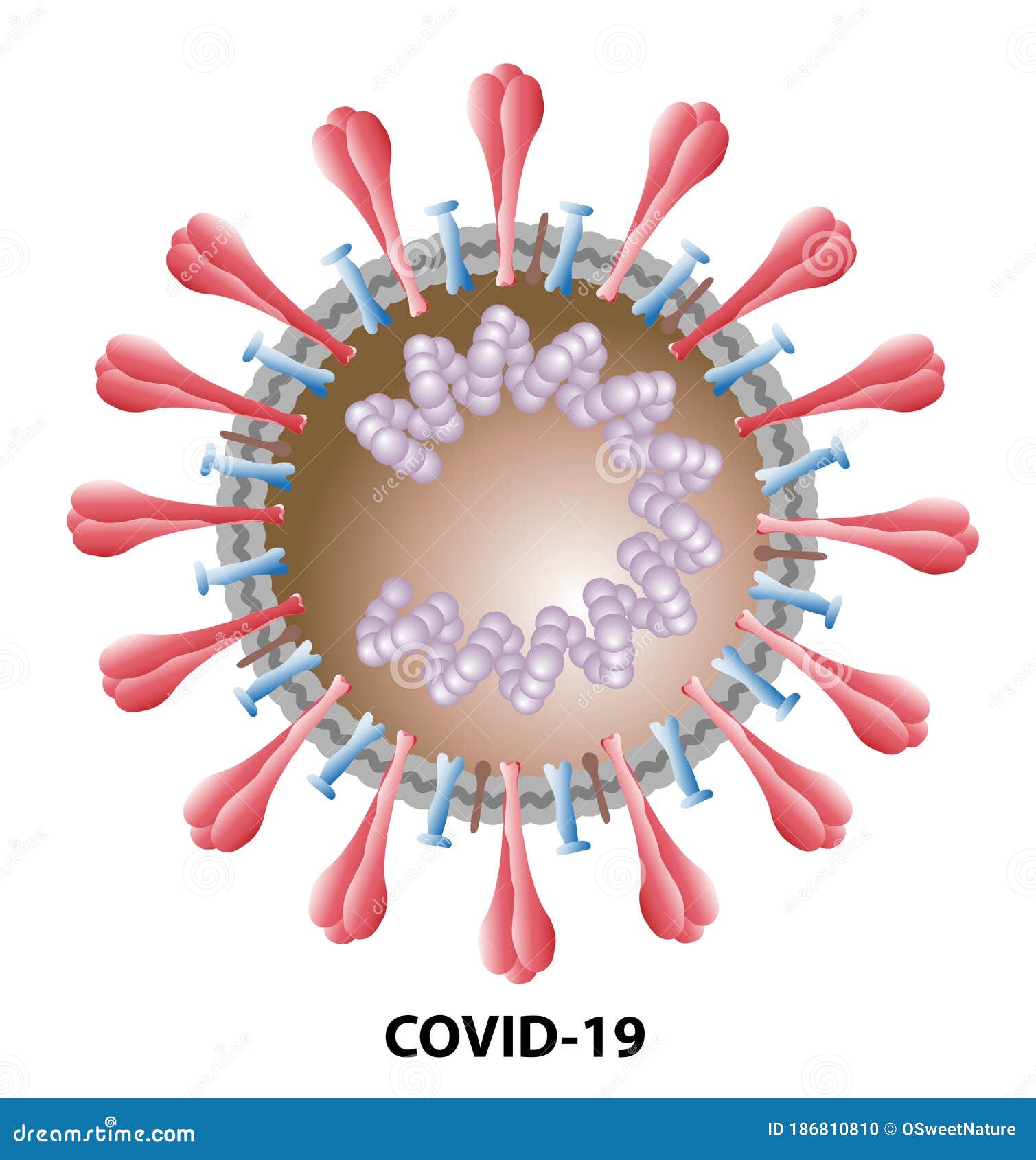 Covid19 Diagram of the Internal Structures and Anatomy Stock Vector ...