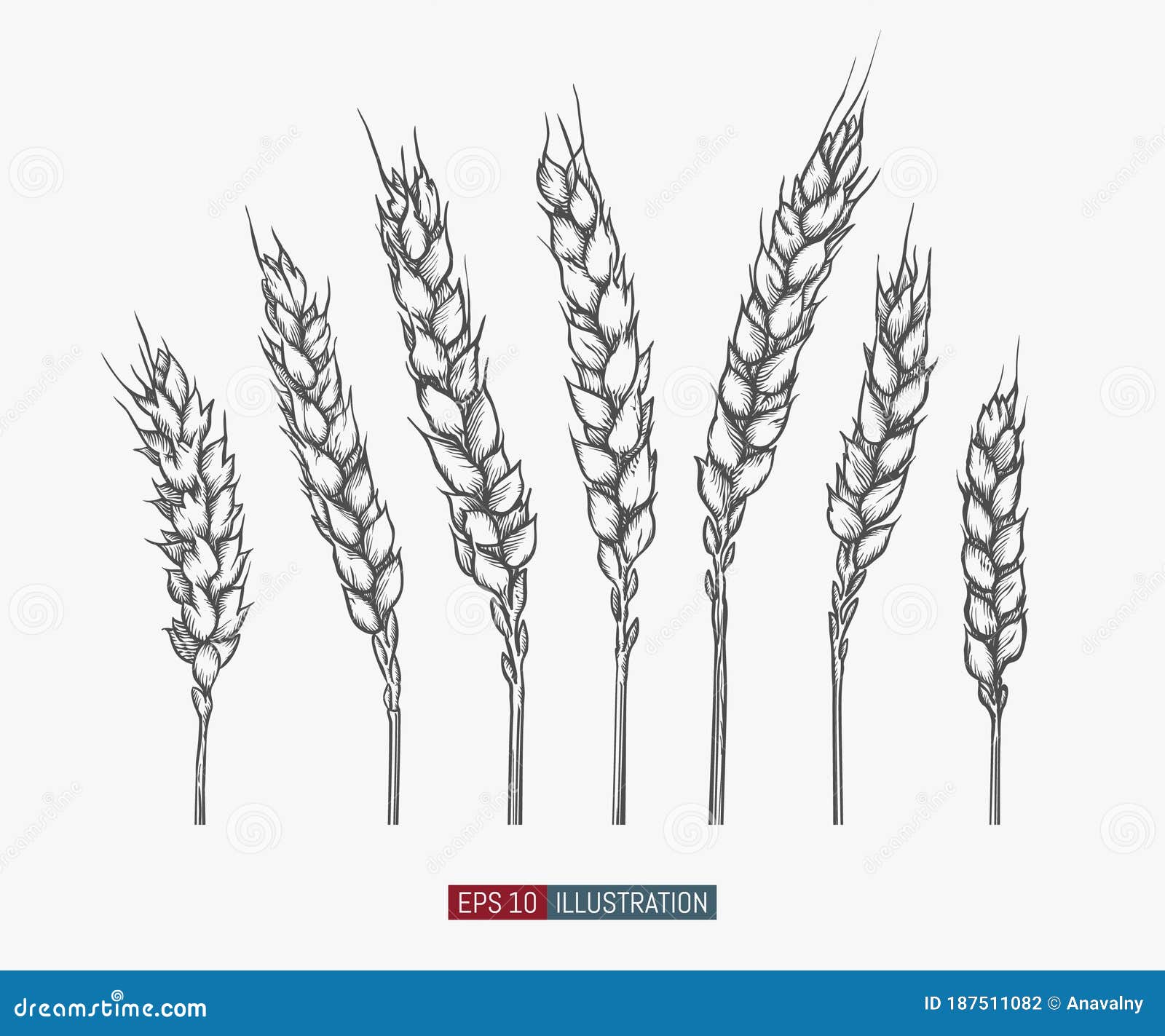 Hand Drawn Wheat Ears. Engraved Style Vector Illustration Stock Vector ...