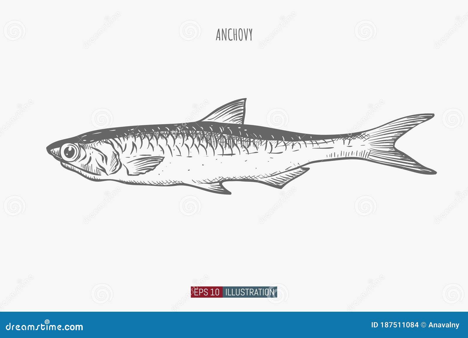 Hand Drawn Anchovy Fish Isolated. Engraved Style Vector Illustration ...
