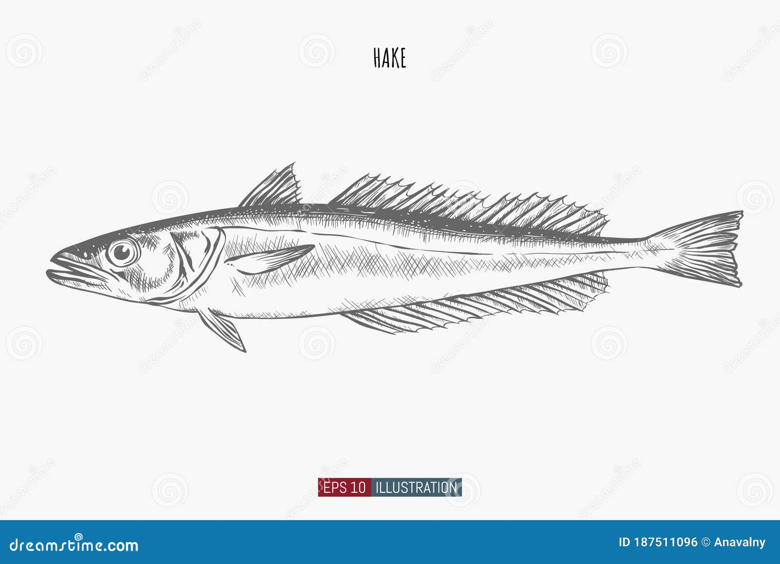 Hake - Drawing On Green Background. Stock Photography | CartoonDealer ...