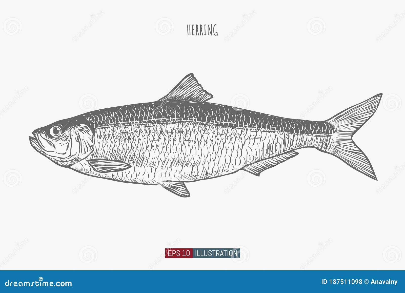 Hand Drawn Herring Fish Isolated. Engraved Style Vector Illustration ...
