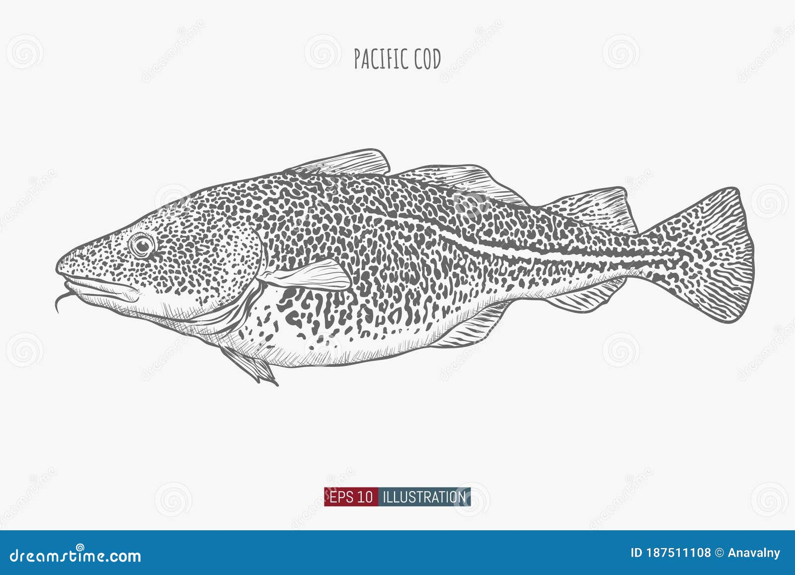 Hand Drawn Pacific Cod Fish Isolated. Engraved Style Vector ...
