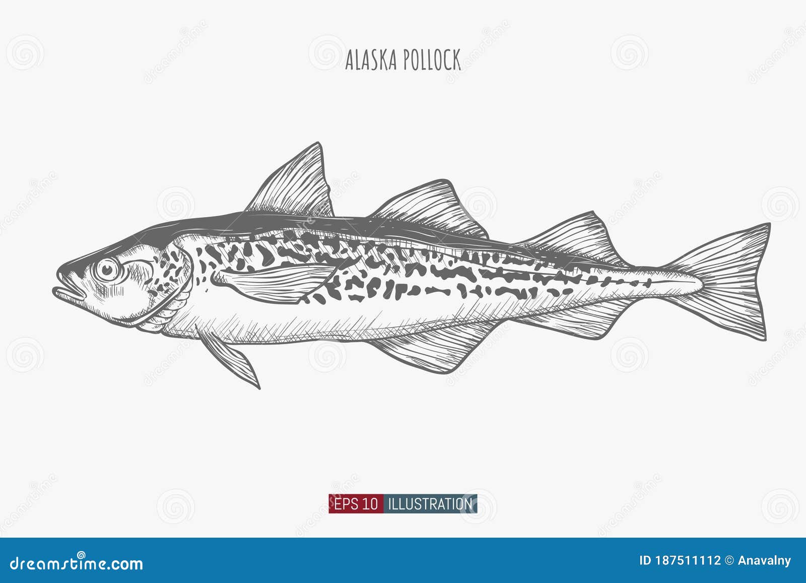 Hand Drawn Alaska Pollock Fish Isolated. Engraved Style Vector ...
