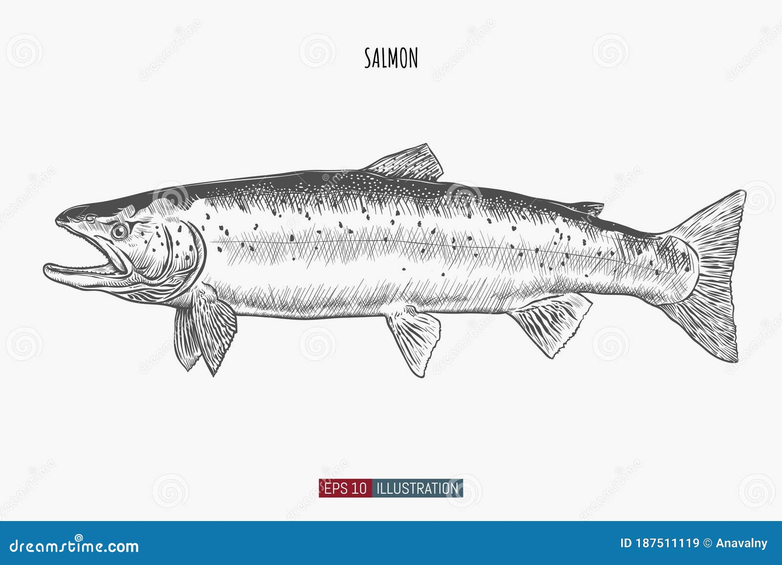 Hand Drawn Salmon Isolated. Engraved Style Vector Illustration Stock ...