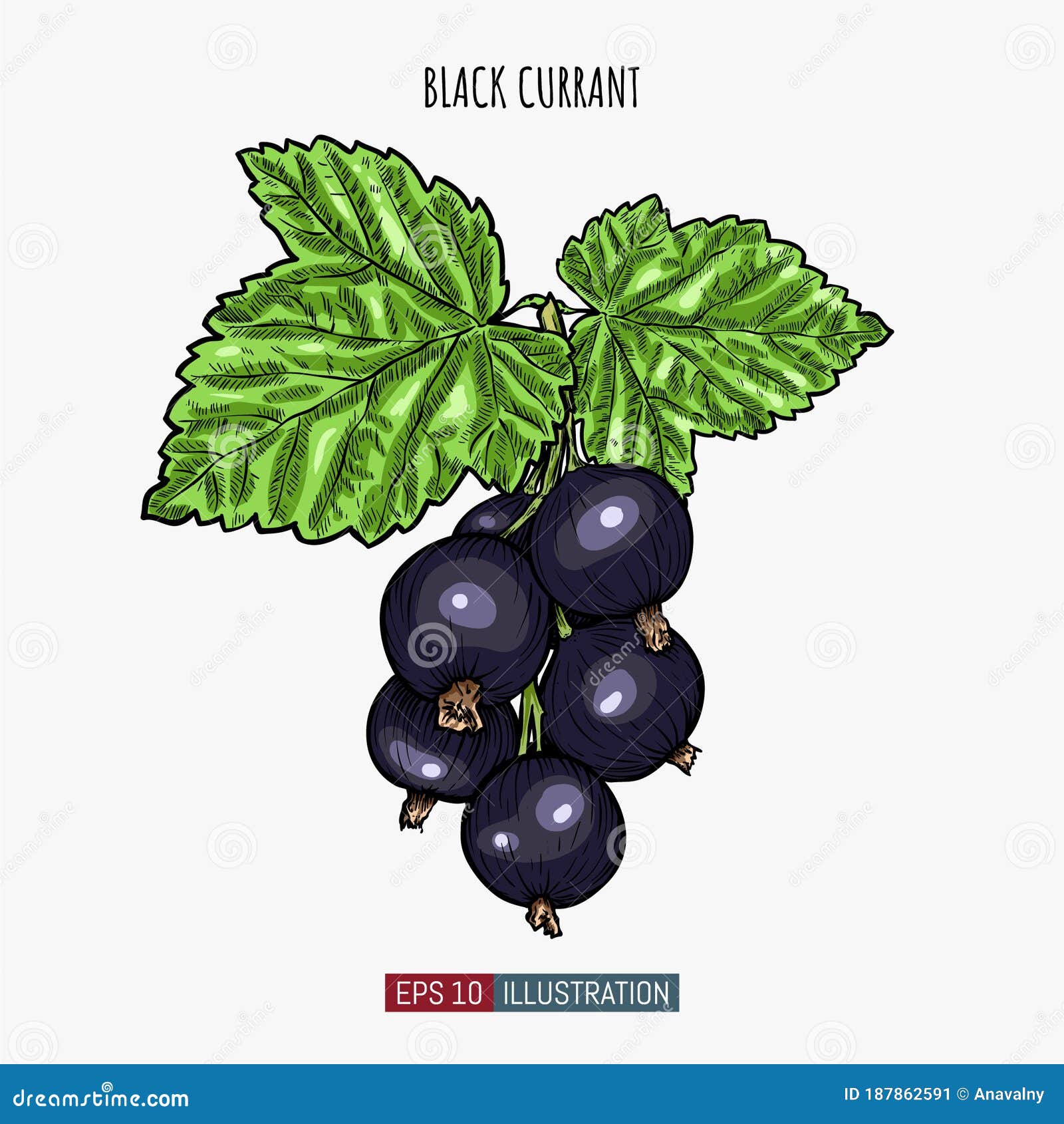 Hand Drawn Black Currant Isolated. Template for Your Design Works Stock ...