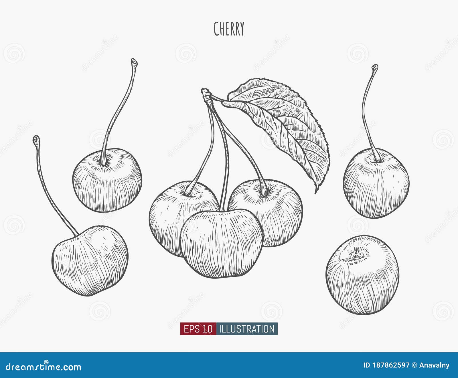 Hand Drawn Cherry Isolated. Template for Your Design Works Stock Vector ...