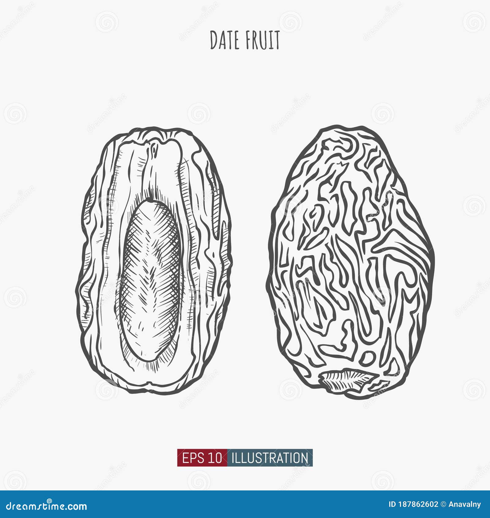Hand Drawn Date Fruit Isolated. Template for Your Design Works Stock ...