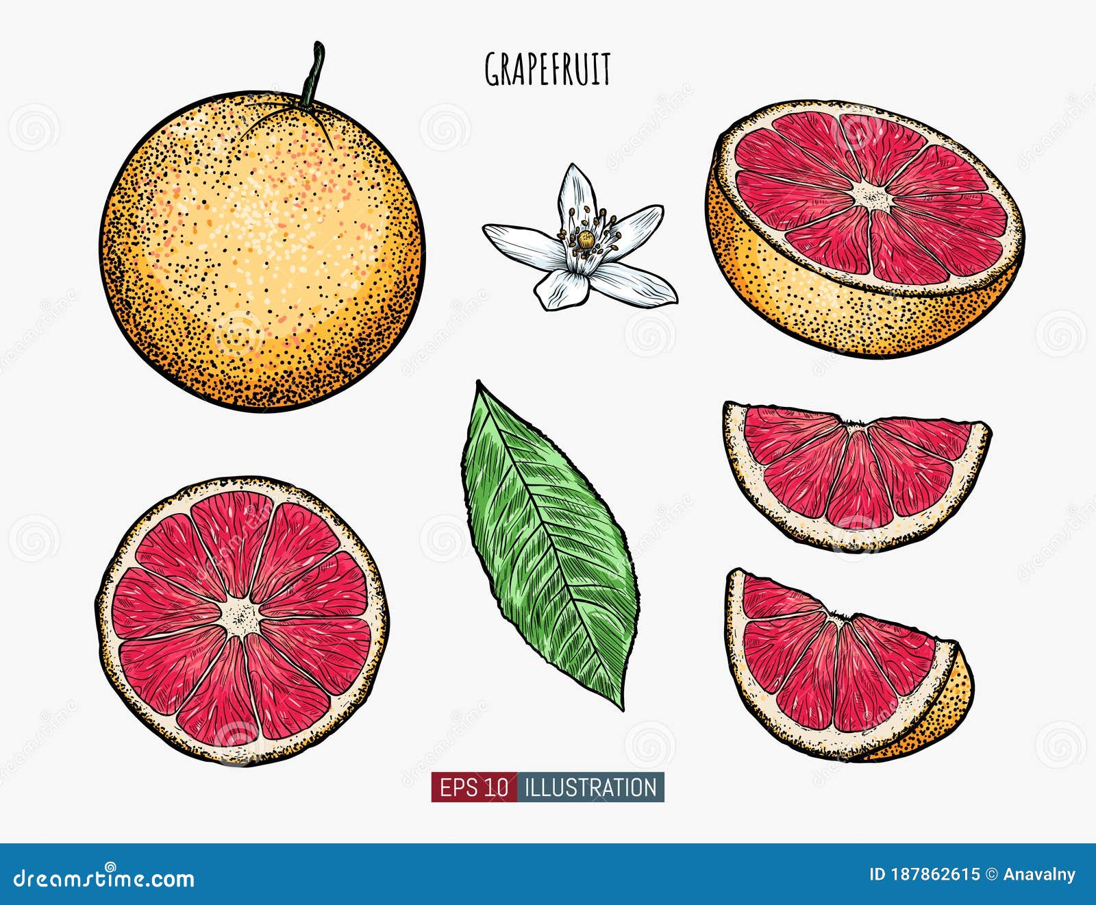 Hand Drawn Grapefruit Isolated. Template for Your Design Works Stock ...