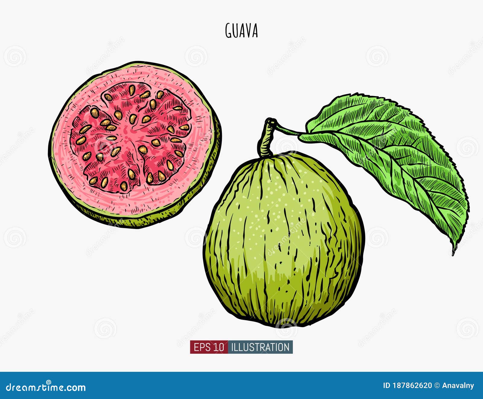 Hand Drawn Guava Isolated. Template for Your Design Works Stock Vector ...