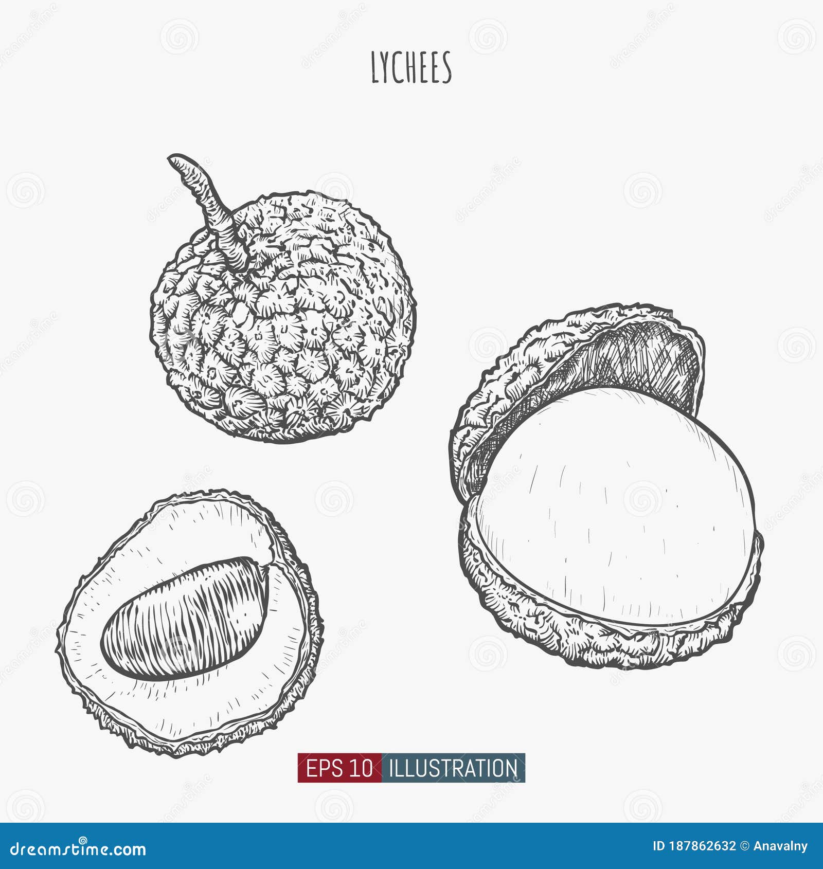 Hand Drawn Lychees Isolated. Template for Your Design Works Stock ...