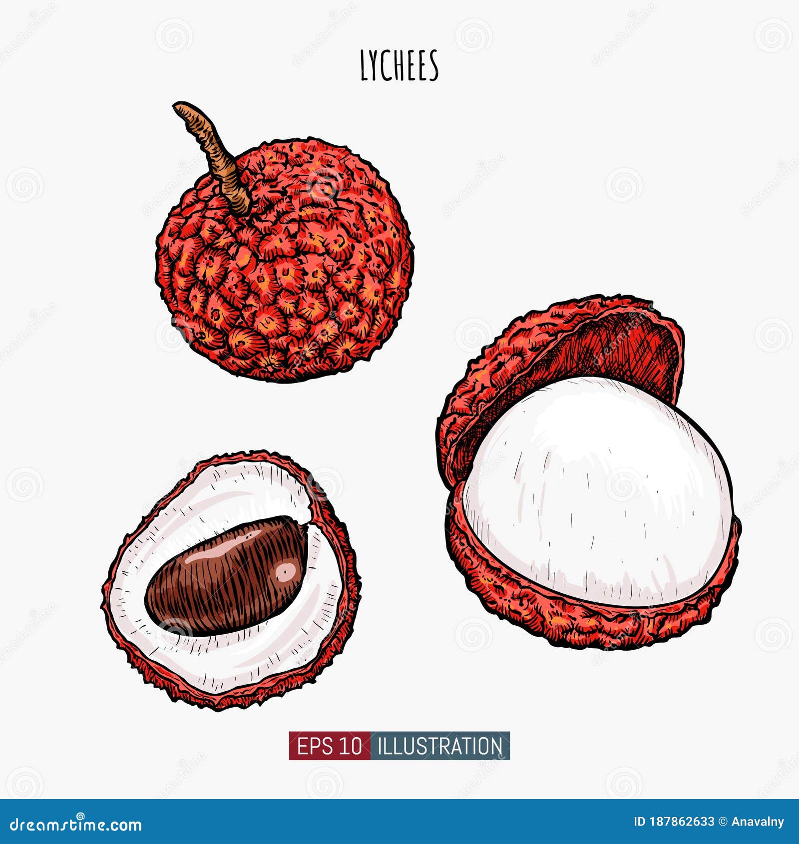 Hand Drawn Lychees Isolated. Template for Your Design Works Stock ...