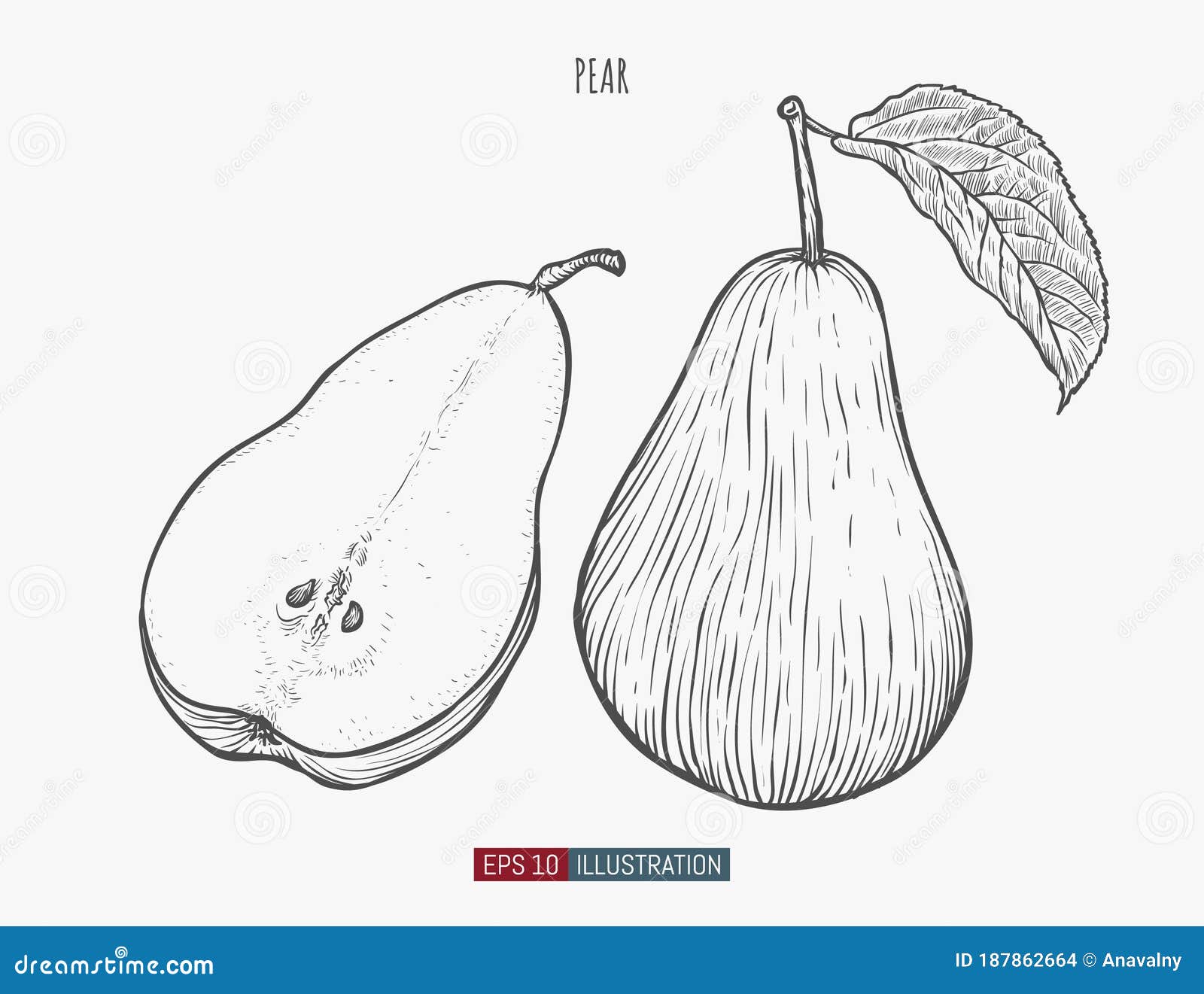 Hand Drawn Pear Isolated. Template for Your Design Works Stock Vector ...