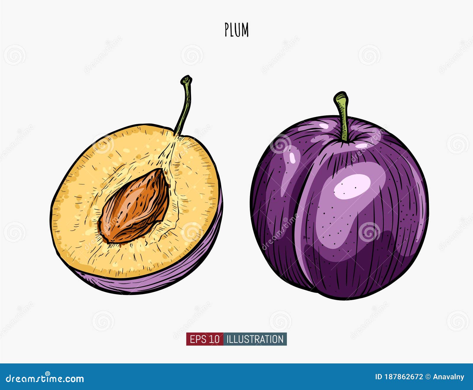 Hand Drawn Plum Isolated. Template for Your Design Works Stock Vector ...