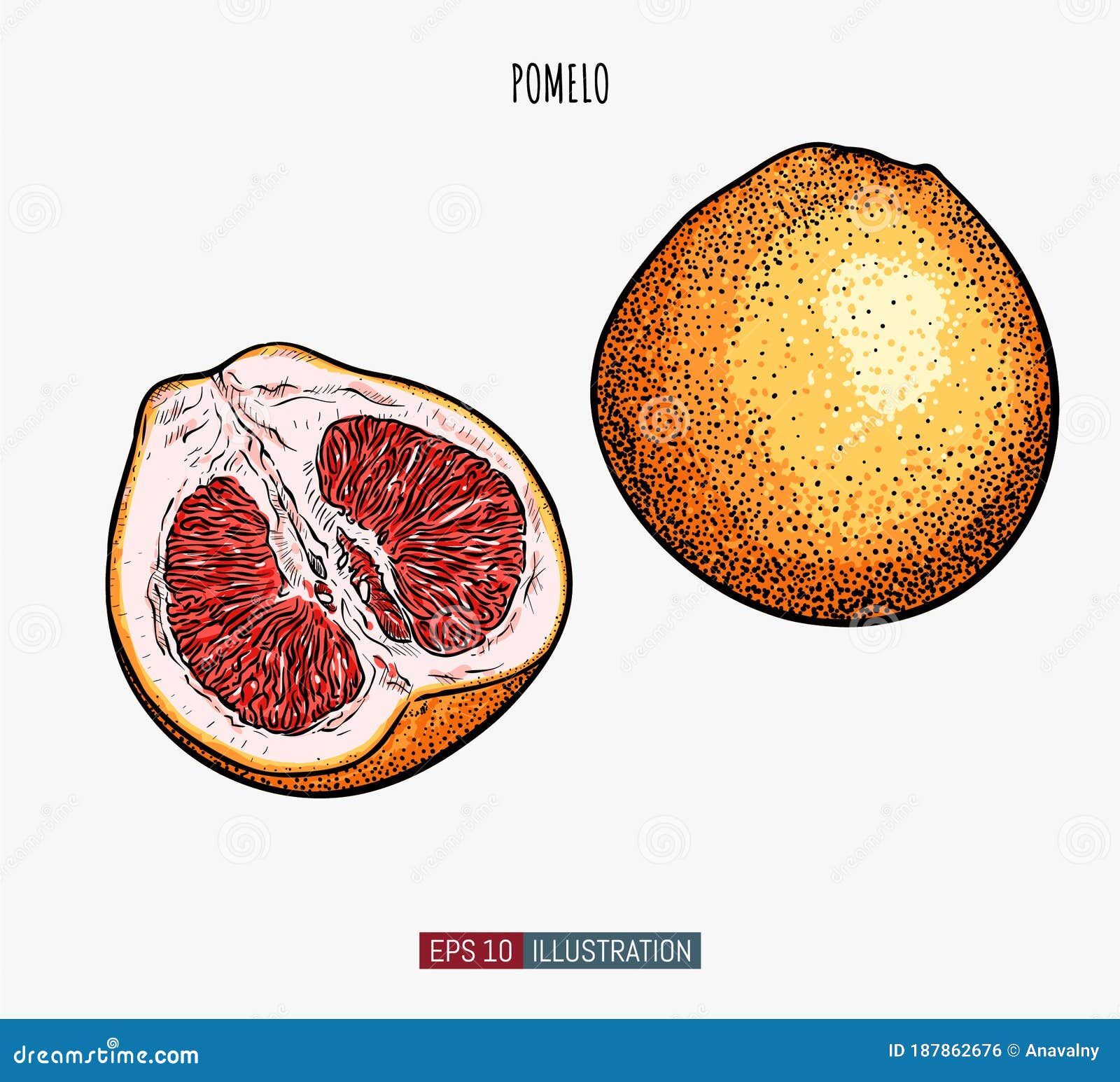 Hand Drawn Pomelo Isolated. Template for Your Design Works Stock Vector ...