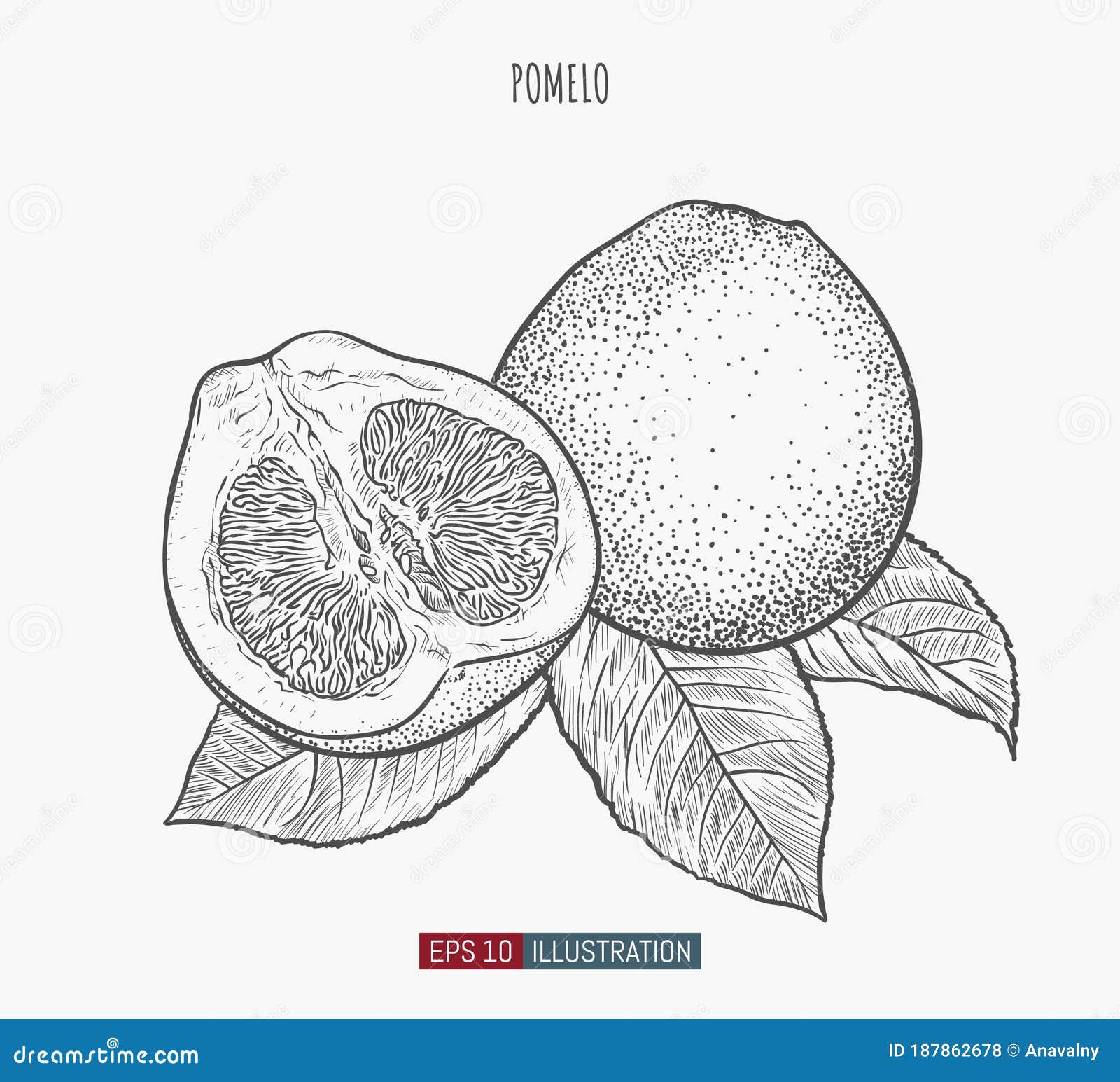 Hand Drawn Pomelo Isolated. Template for Your Design Works Stock Vector ...