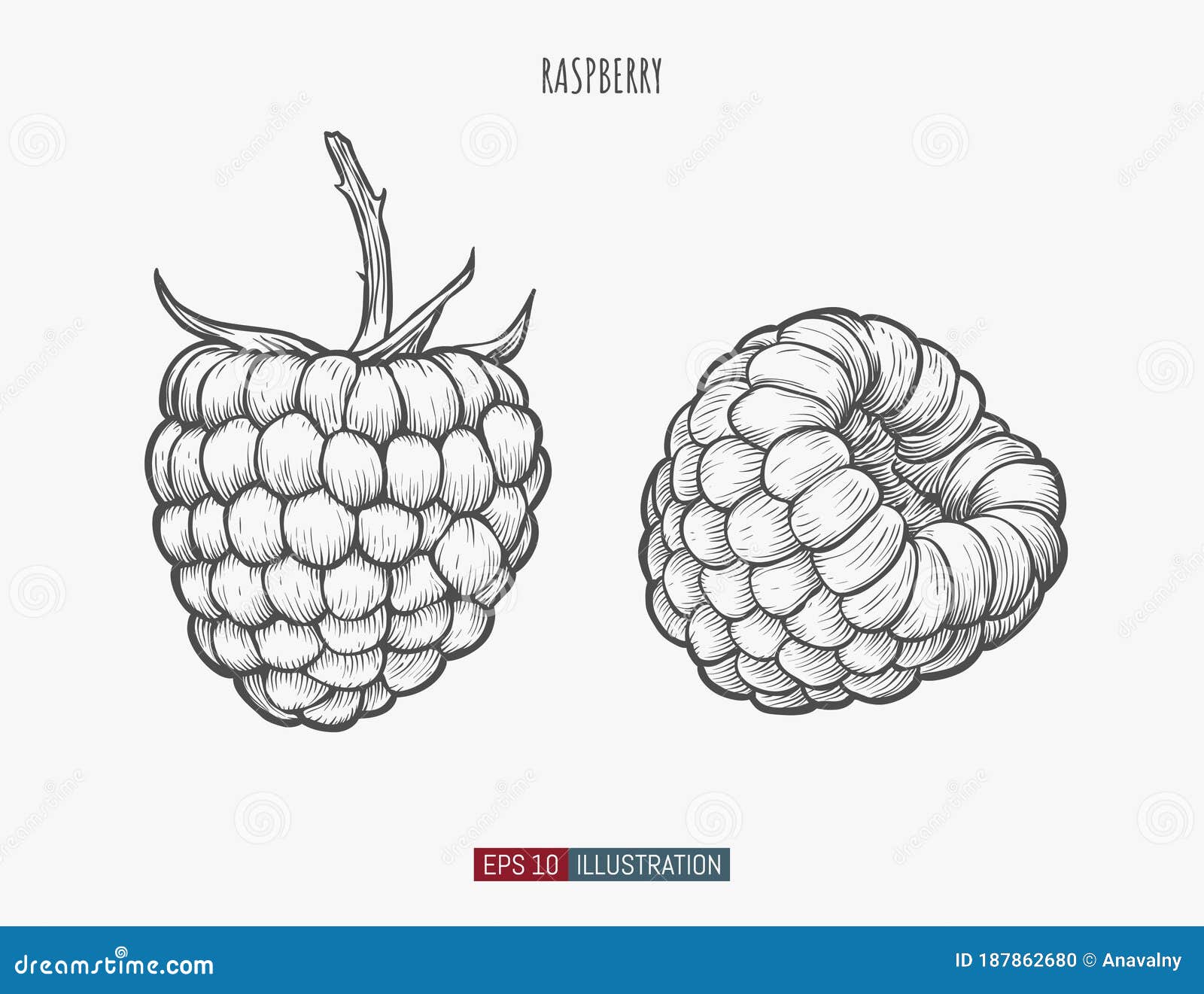 Hand Drawn Raspberry Isolated. Template for Your Design Works Stock ...