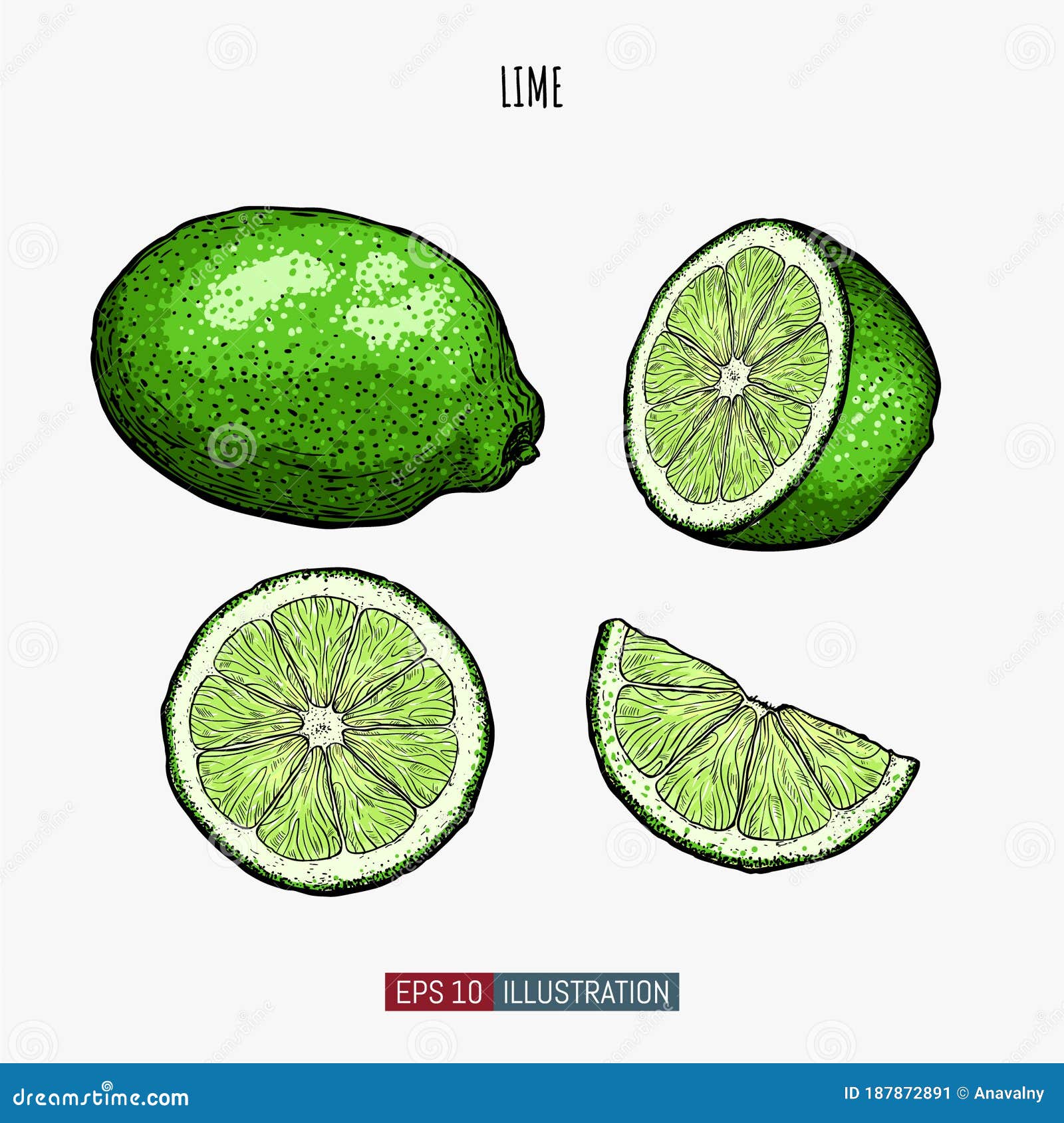 Hand Drawn Lime Isolated. Template for Your Design Works Stock Vector ...