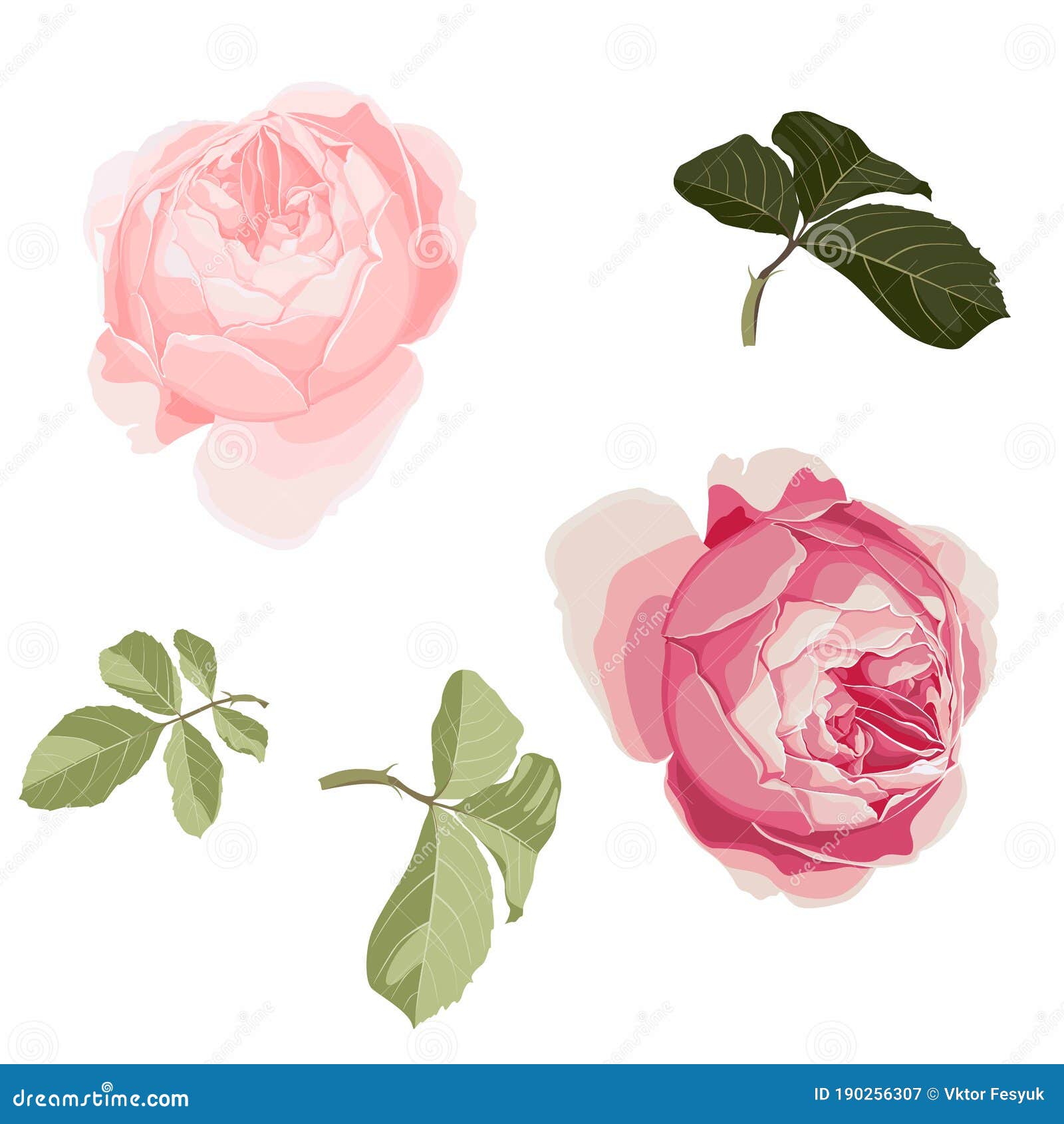 Pink Rose Isolated. Set for Floral Design Element of a Greeting ...