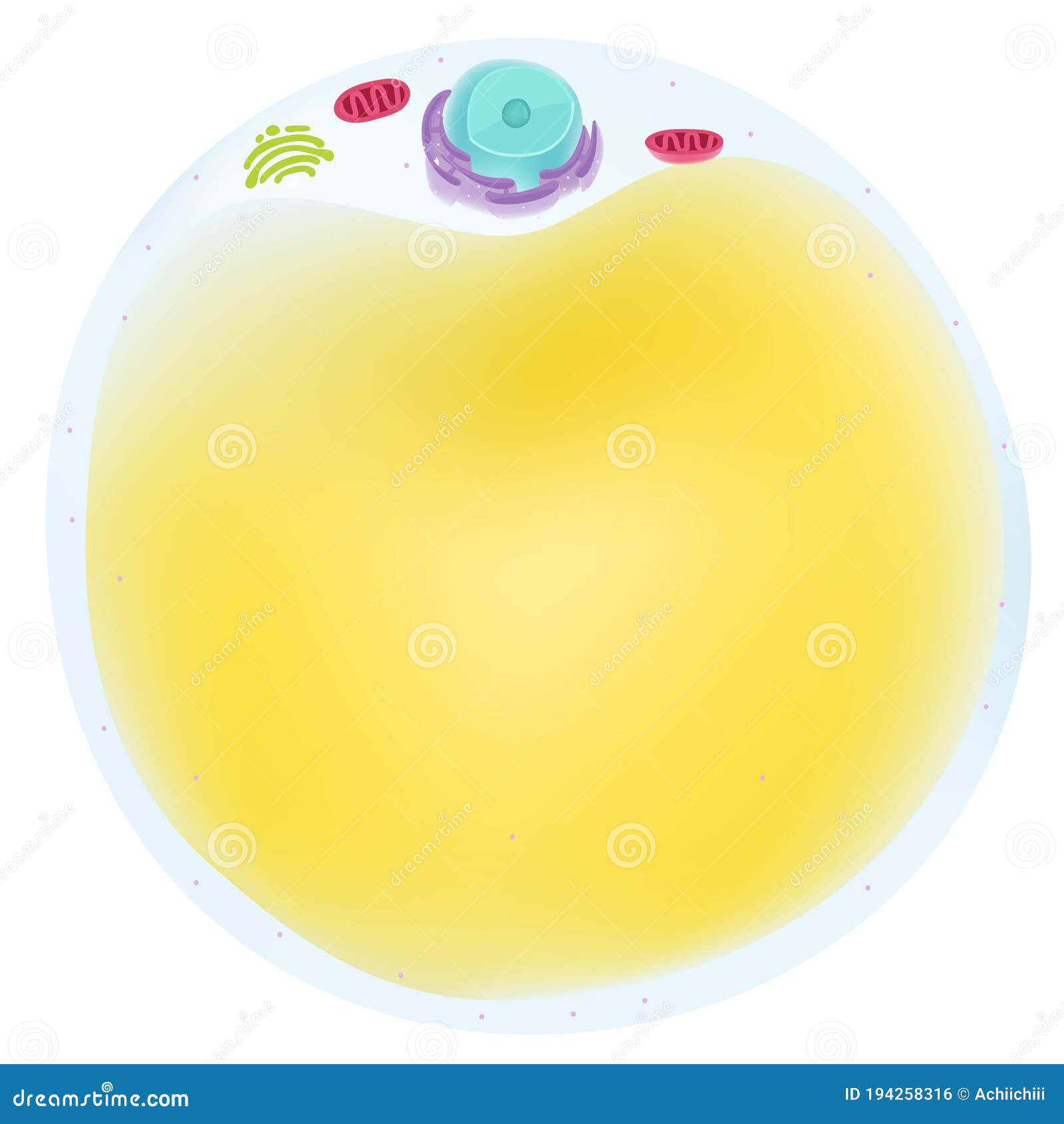 Anatomy of Fat Cell in Human Body Stock Illustration - Illustration of ...