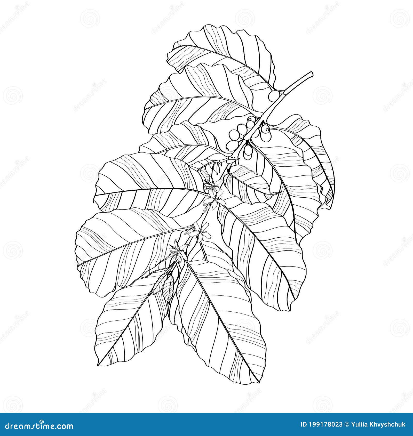 Coffee Tree Illustration. Line Coffee Branch Illustration Stock Vector ...