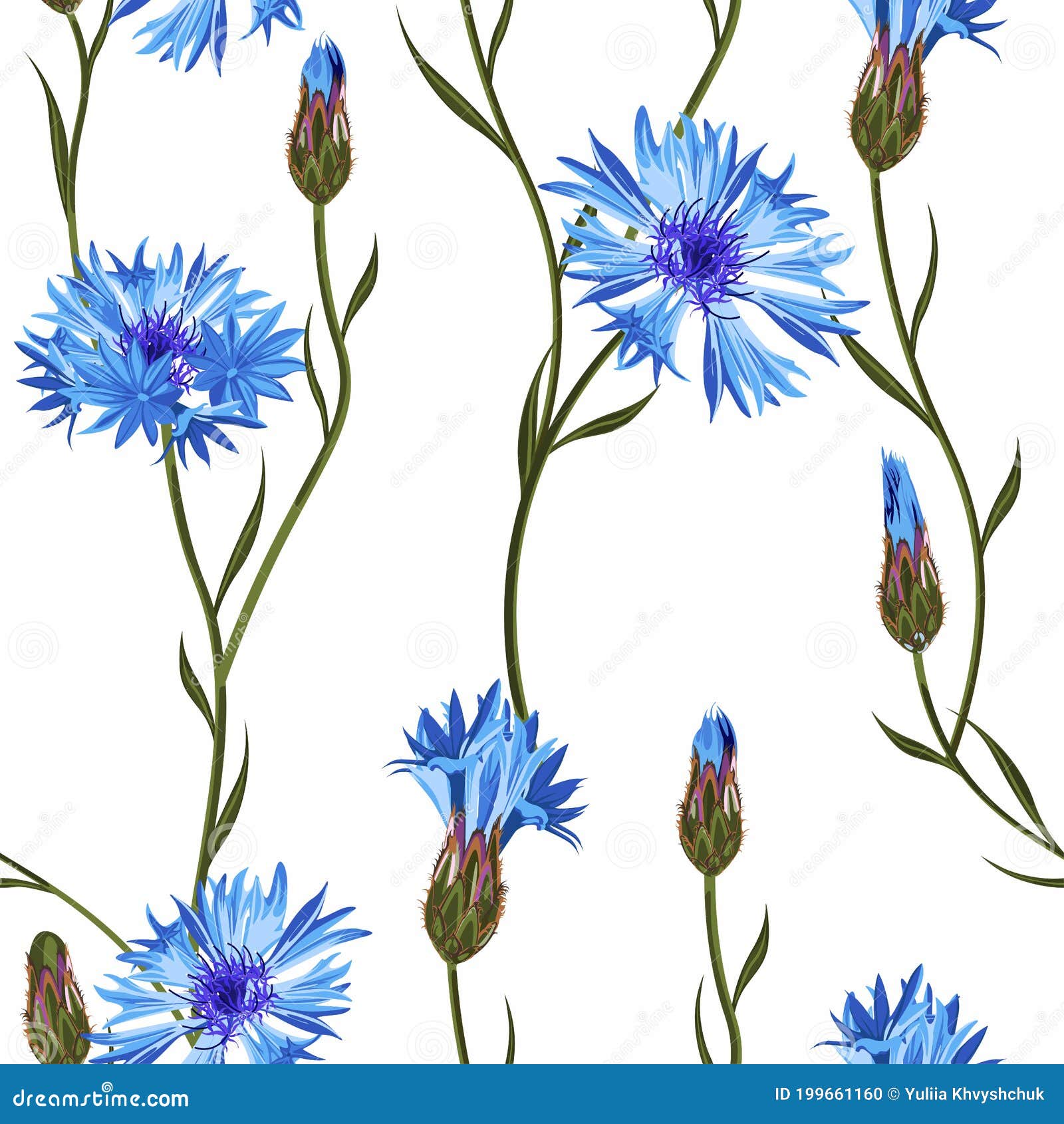 Cornflower Floral Seamless Pattern on a White Background. Stock Vector ...