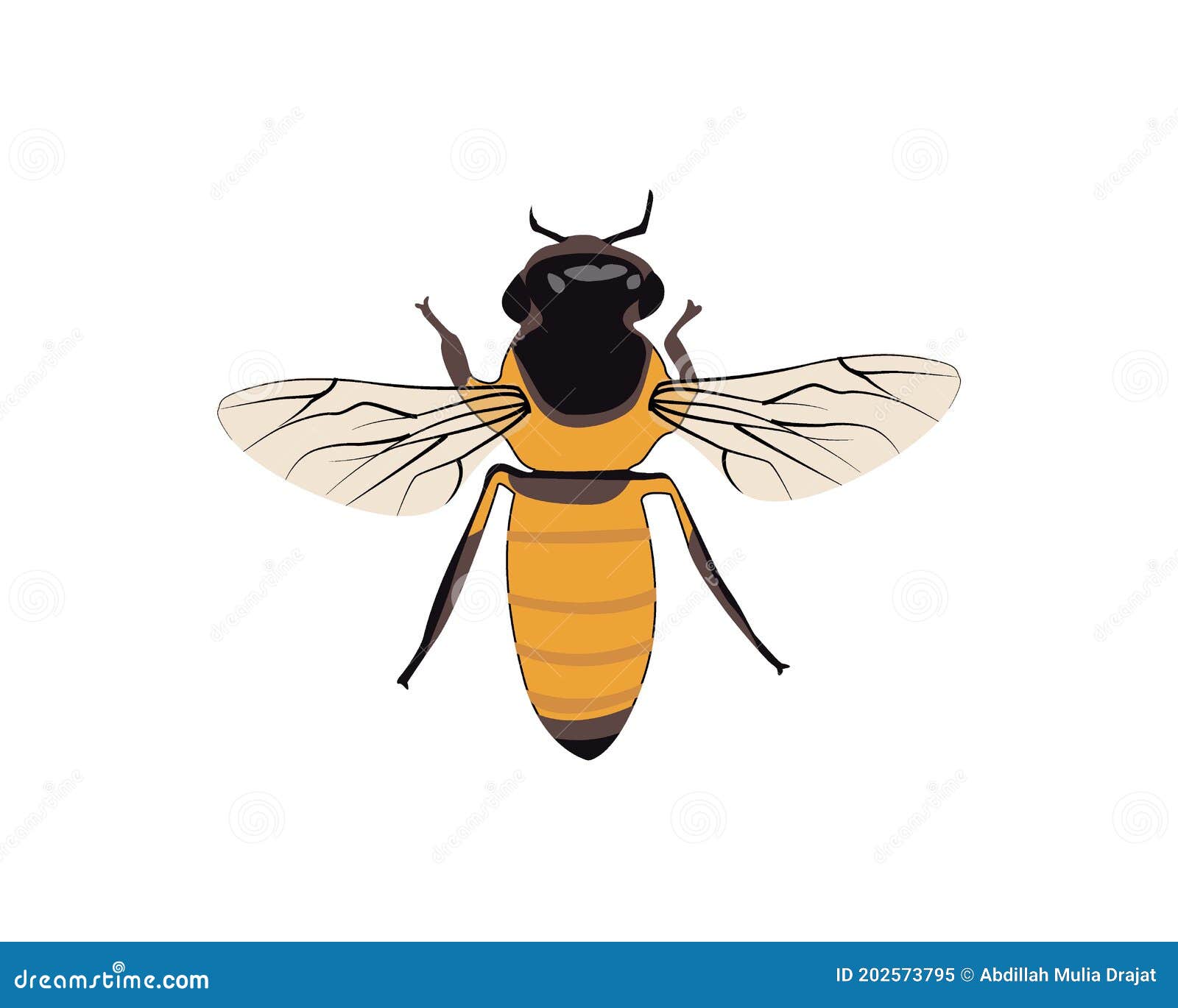Apis Florea Bee Lebah Klanceng Mini in Indonesian Stock Vector ...