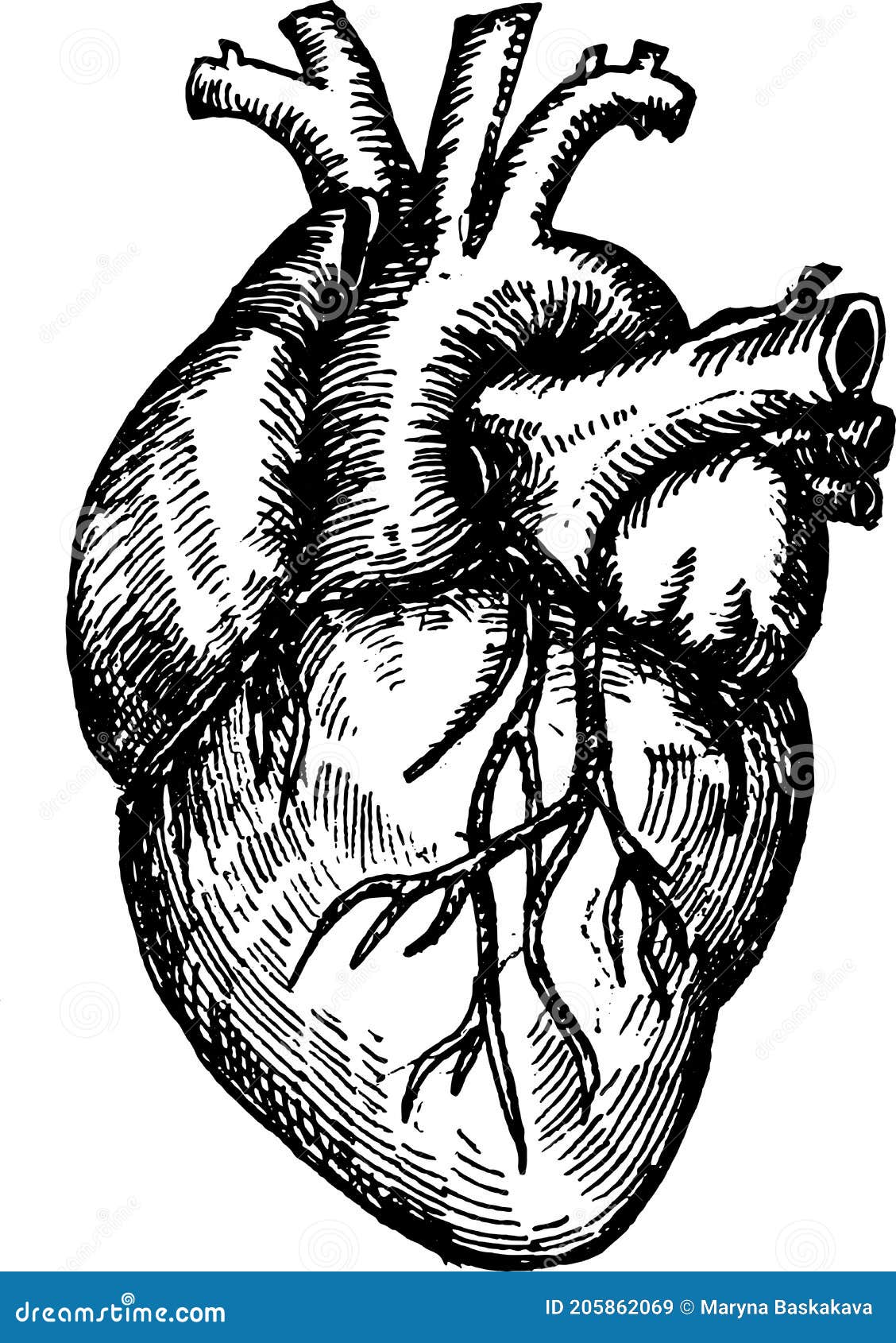 Anatomical Human Heart with Arteries and Veins Stock Vector ...