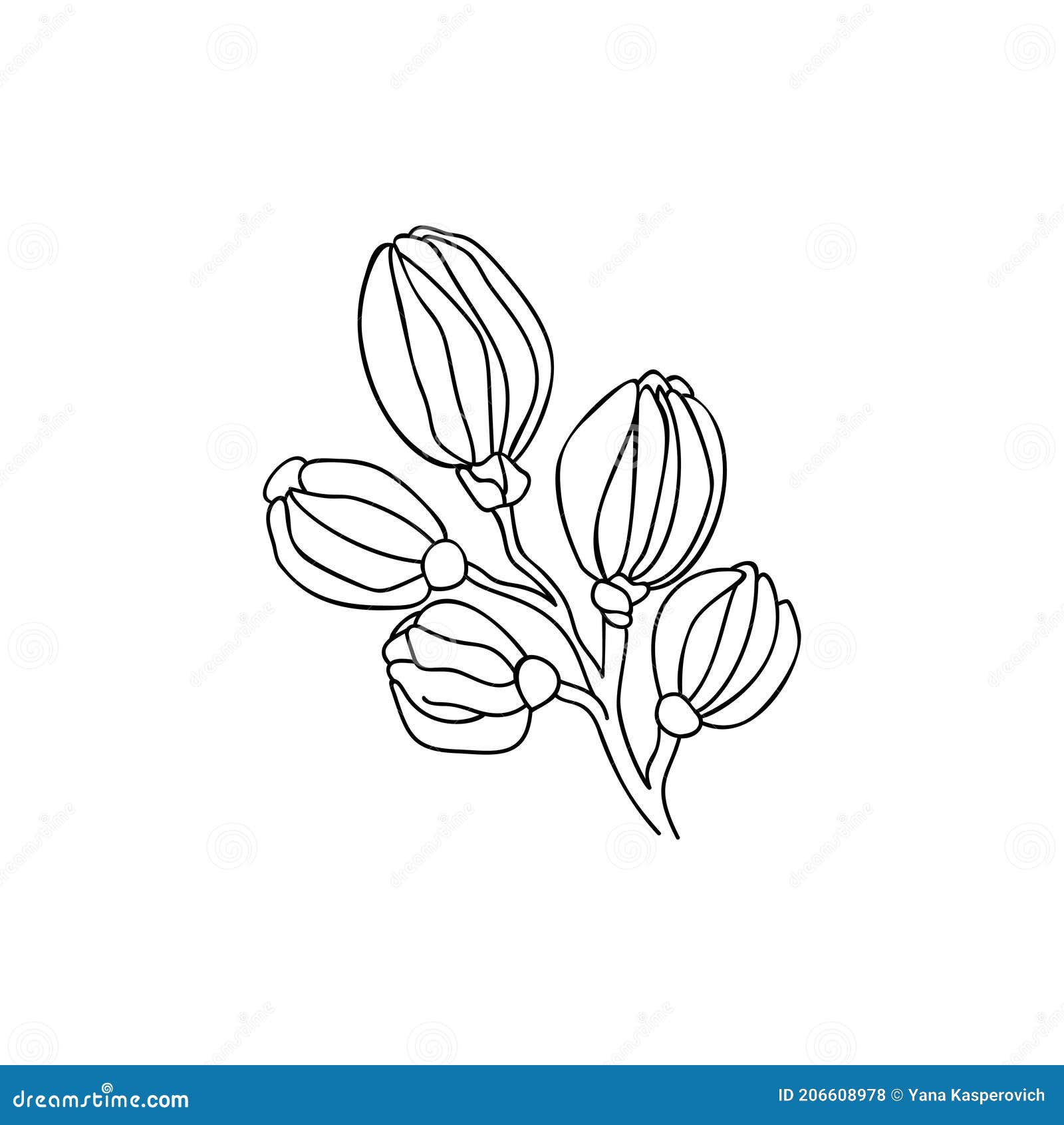 Hand Drawn Flower Bud on White Isolated Background. Single Spring ...