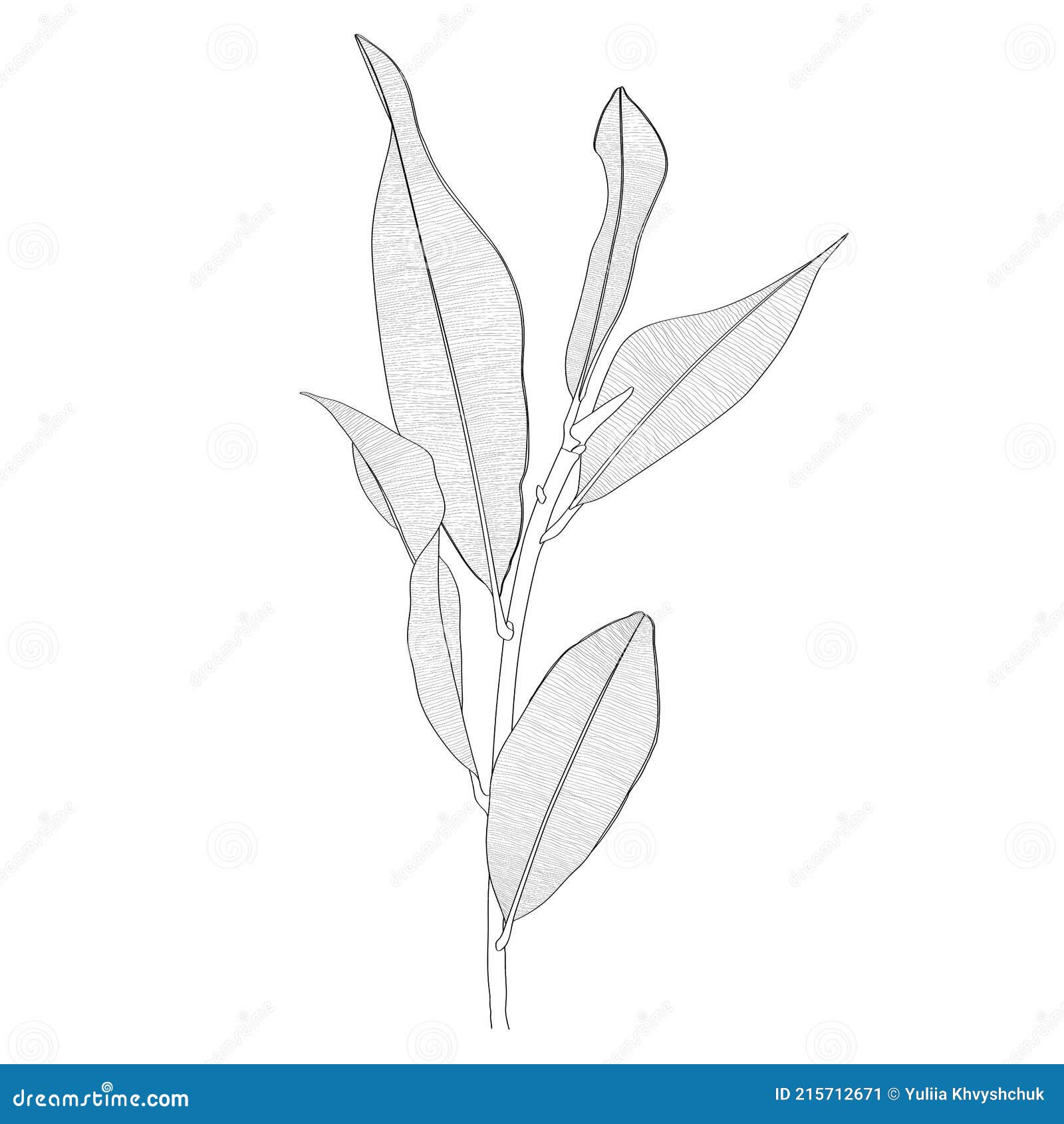 Ficus Plant Branch with Leaves Line Drawing. Hand Drawn Modern Design ...