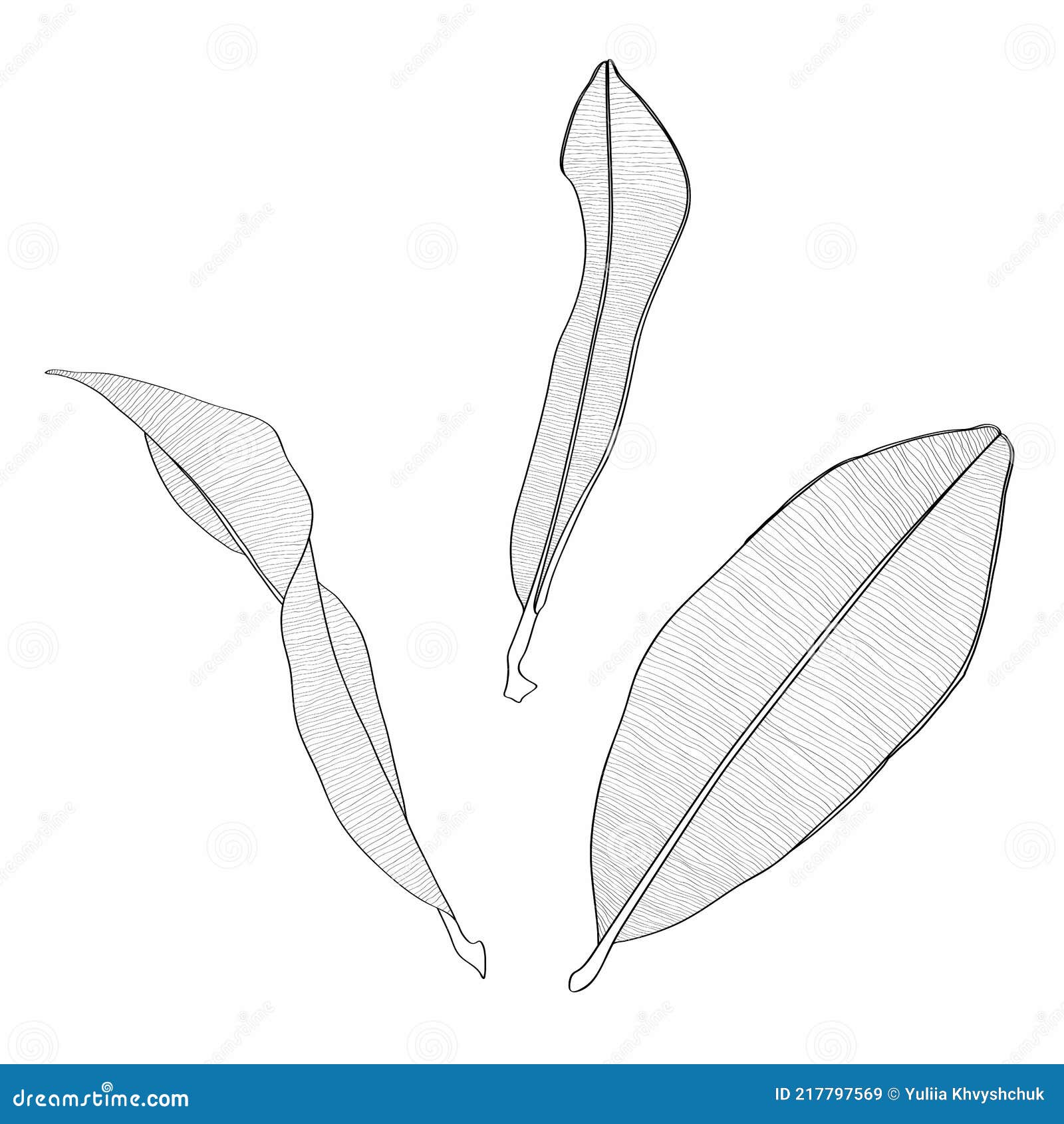 Ficus Plant Leaves Line Drawing. Hand Drawn Modern Design for Creative ...