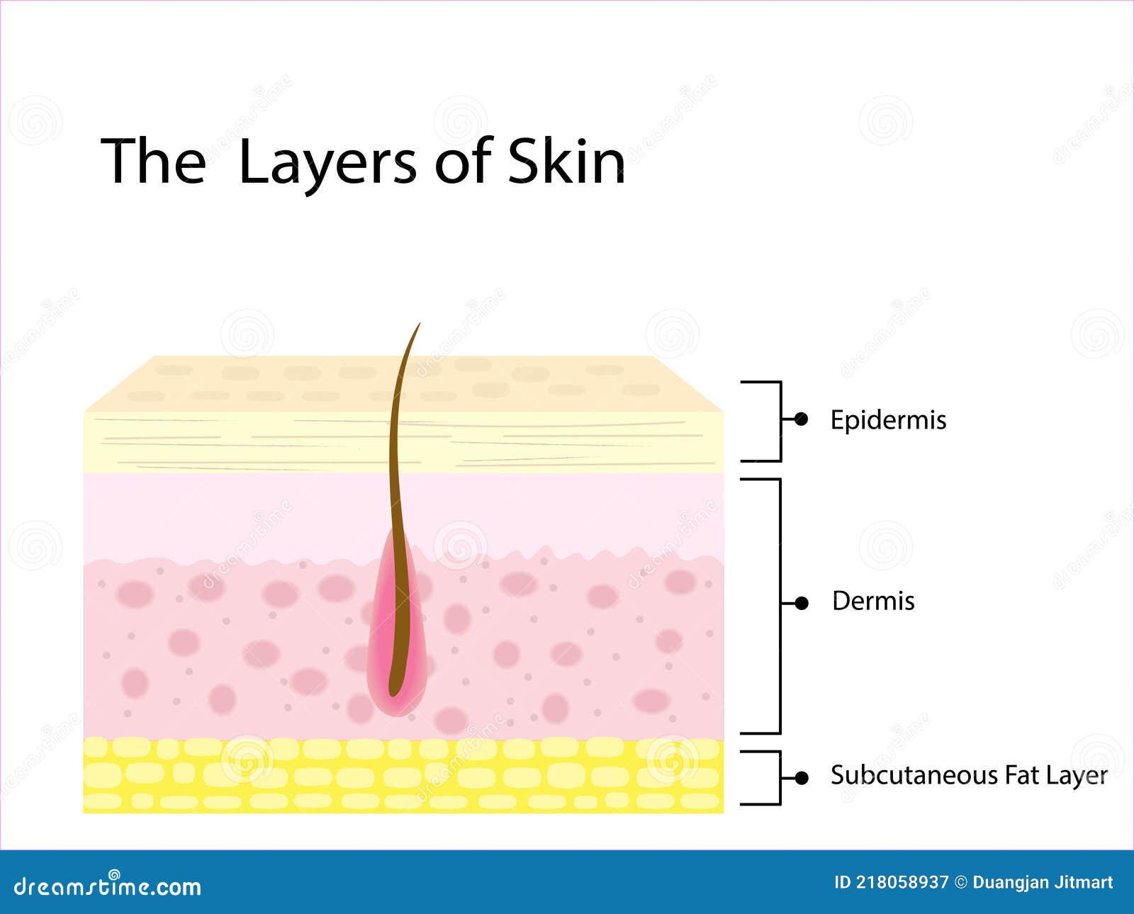 The layers of skin. stock illustration. Illustration of vector - 218058937