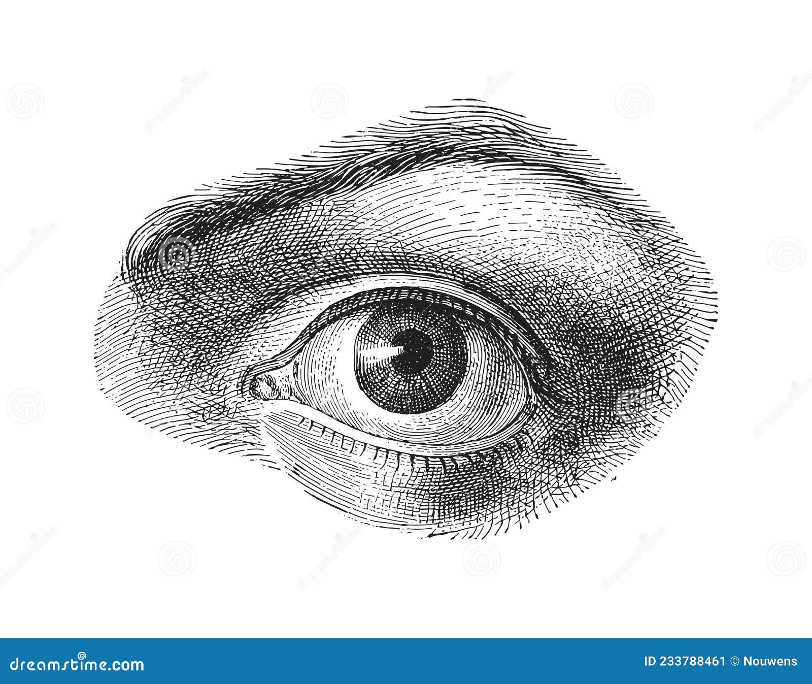 The Cornea, Vintage Illustration Cartoon Vector | CartoonDealer.com ...