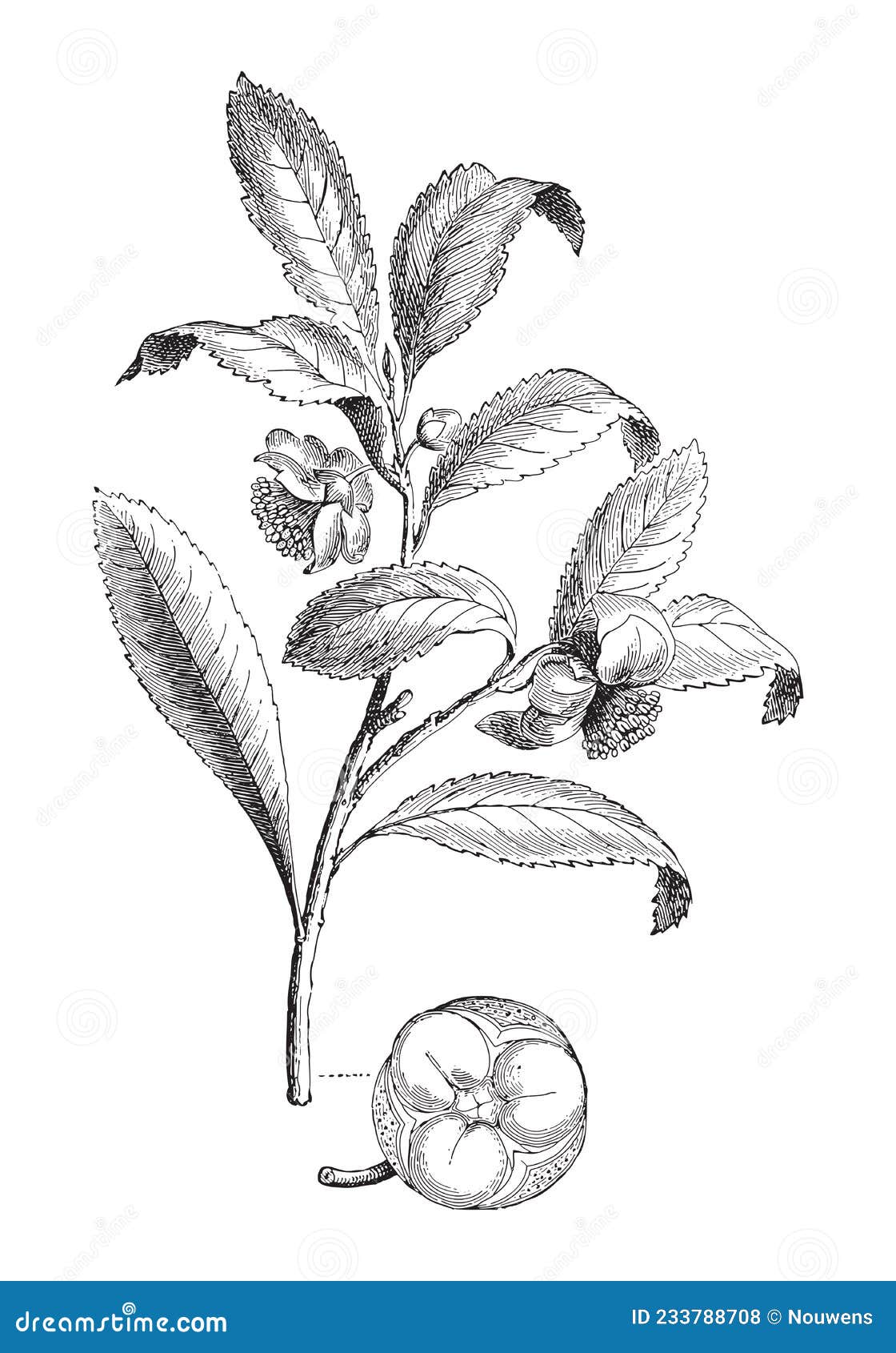 Tea Plant - Camellia Sinensis Thea Viridis / Vintage Vector ...