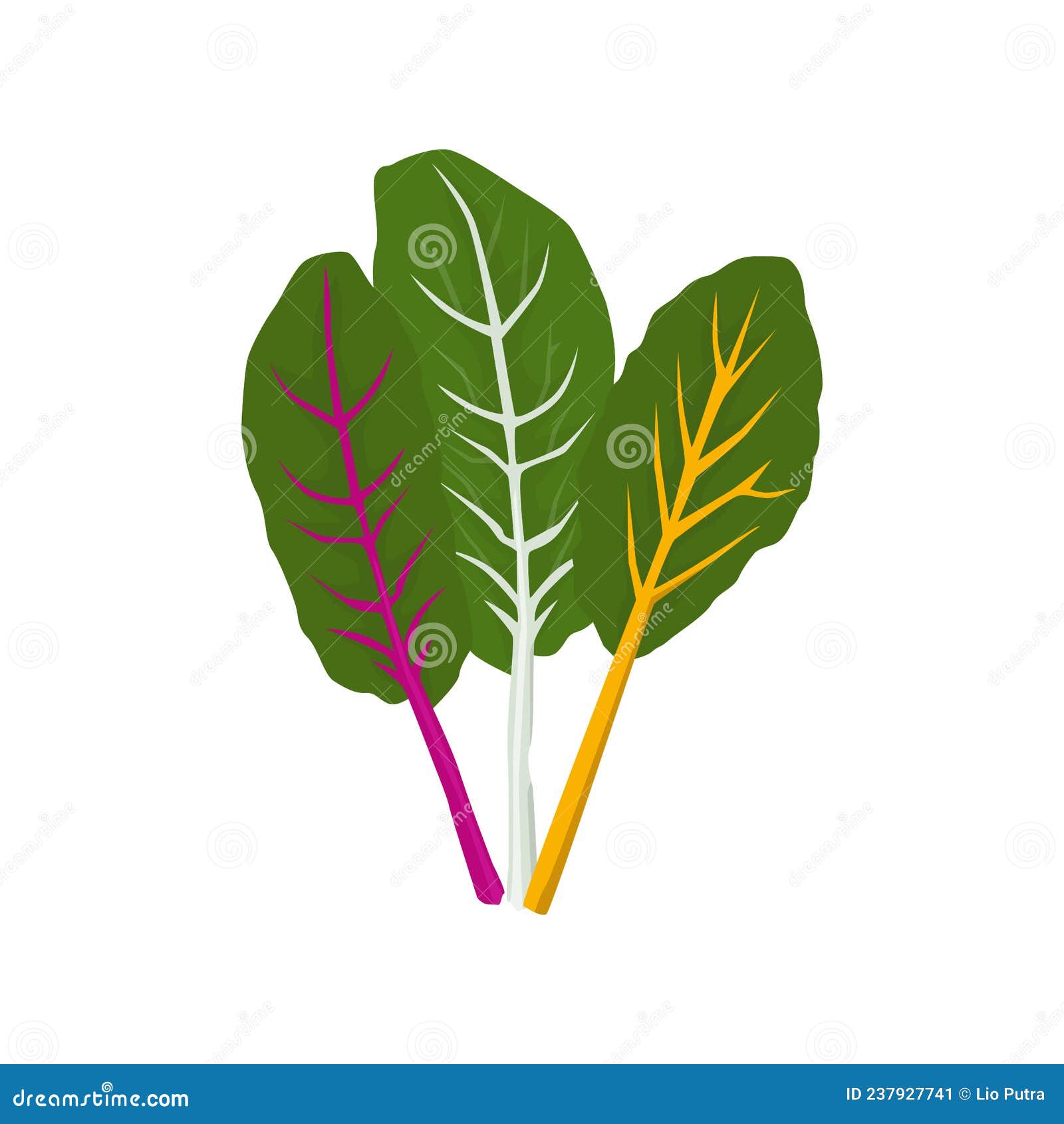 Flat Vector of Silverbeet Isolated on White Stock Vector - Illustration ...
