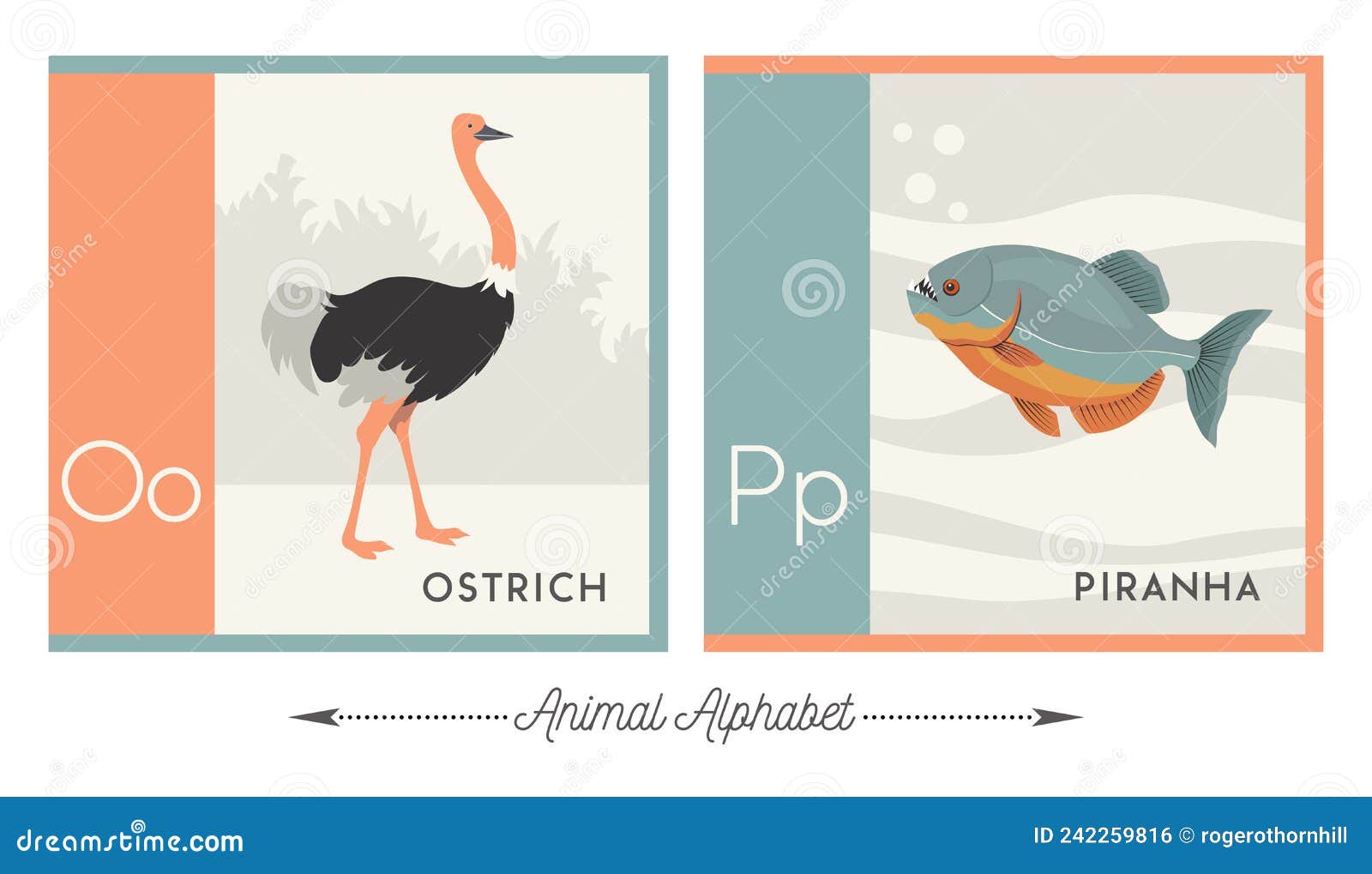 Illustrated Alphabet Cards with Animals for Kids. Letter O for Ostrich ...