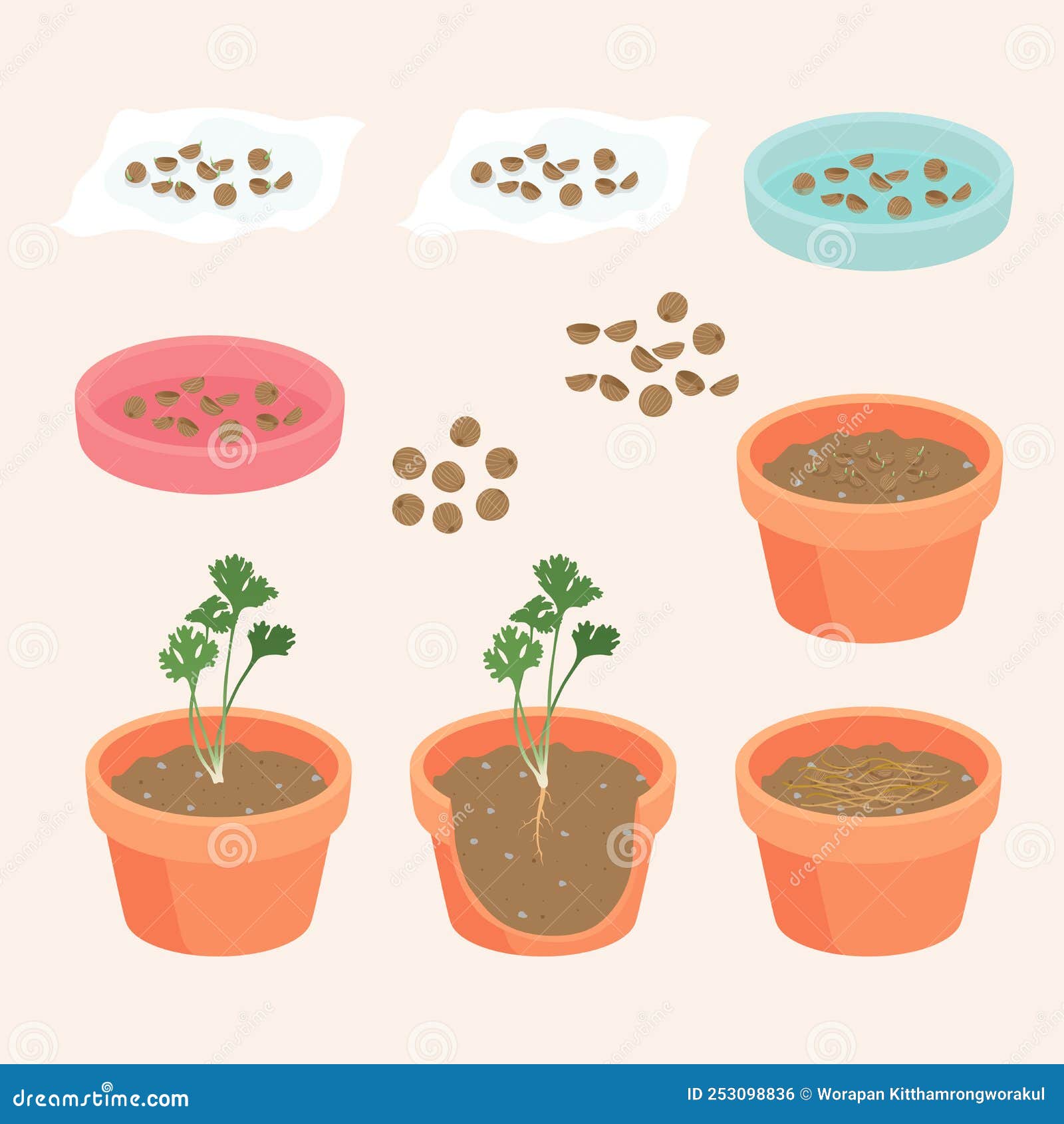 Coriander Vector Hand Drawn Illustration Set. Isolated Spice Object ...