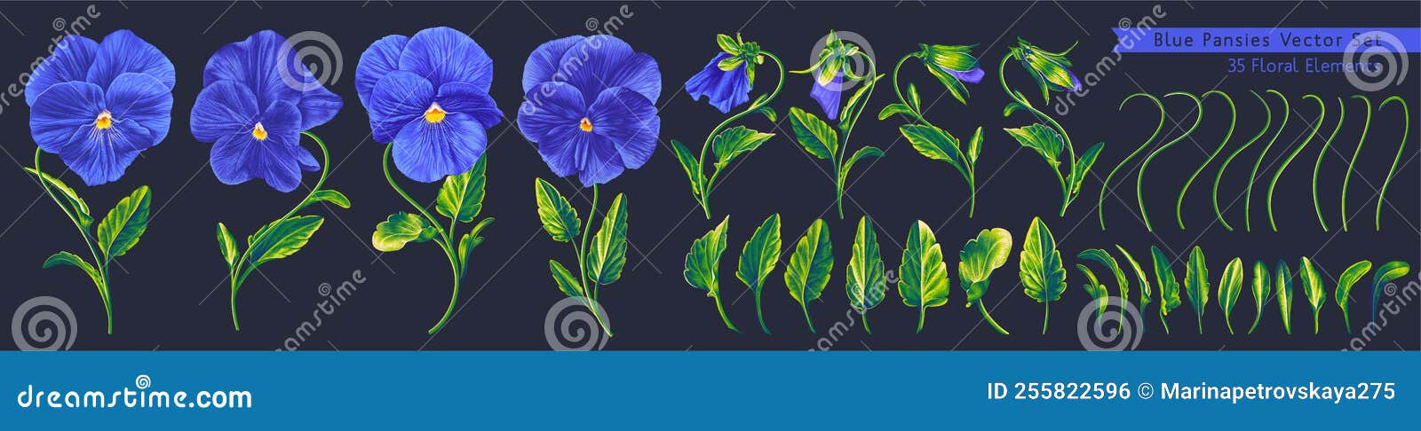 Set of Blue Pansies. Vector Botanical Illustrations. Clip Art in ...