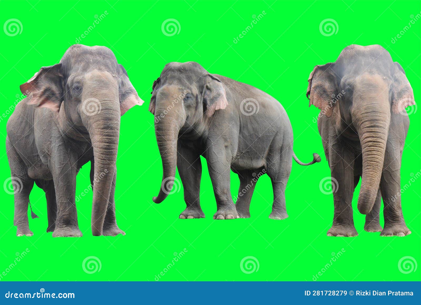 Elephant on a Green Background Stock Image - Image of elephant, animal ...